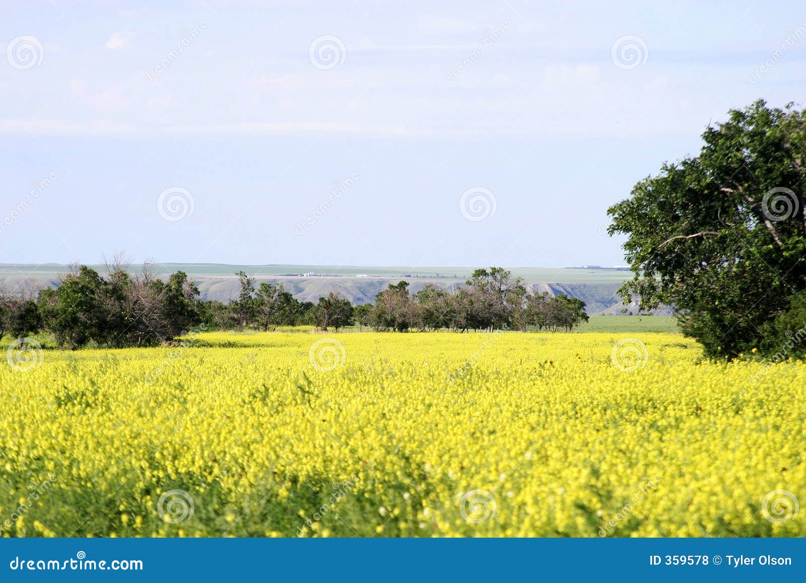 Prairie Landscape stock photo. Image of virginiensis, crop - 359578