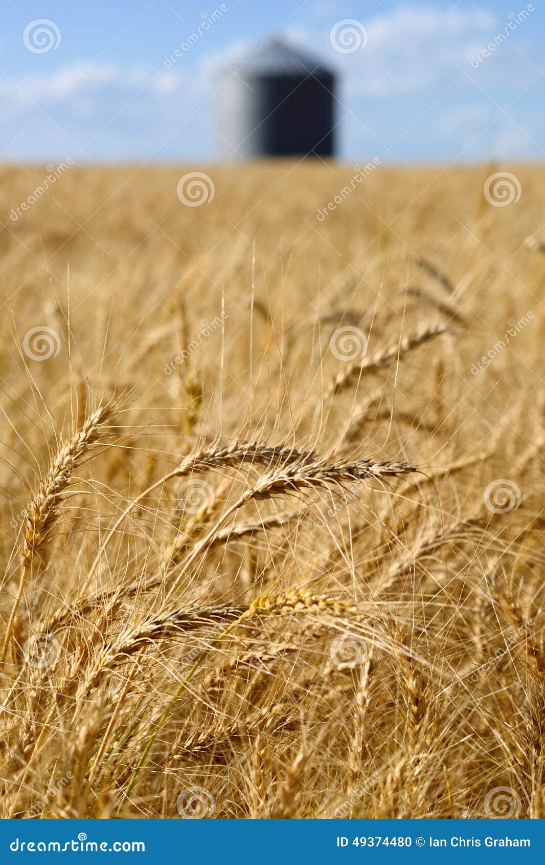 Prairie Landscape stock photo. Image of canadian, alberta - 49374480