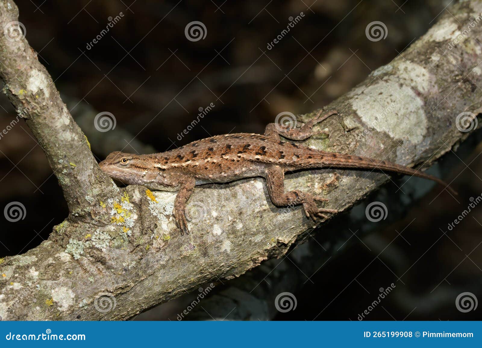 Prairie Lizard Resting on a Tree Limb Stock Photo - Image of brown ...