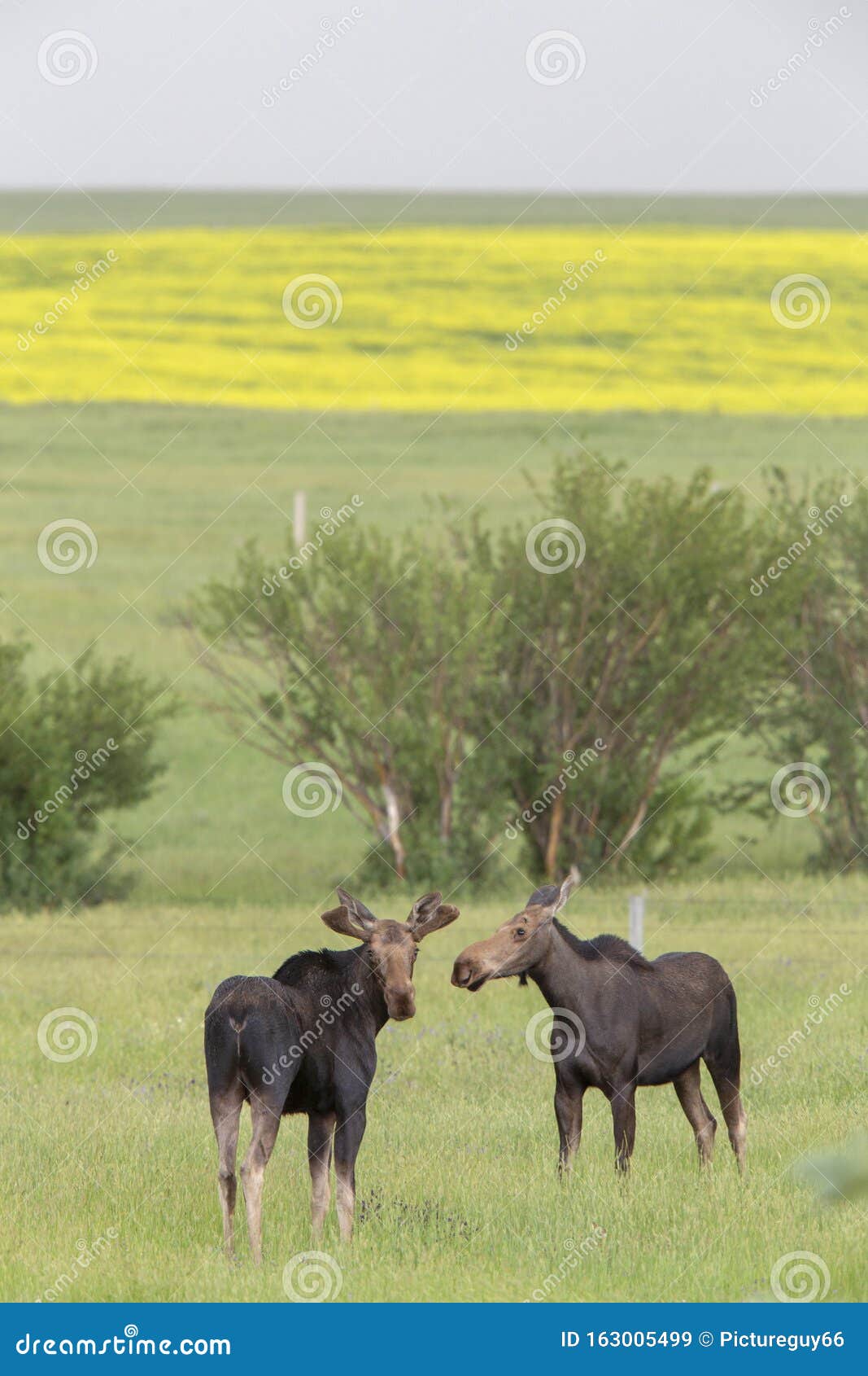 Prairie Moose Canada stock image. Image of large, wildlife - 163005499