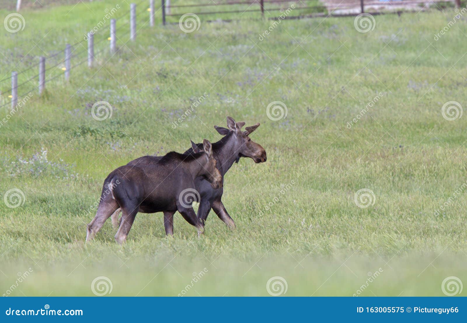 Prairie Moose Canada stock image. Image of nature, outdoor - 163005575