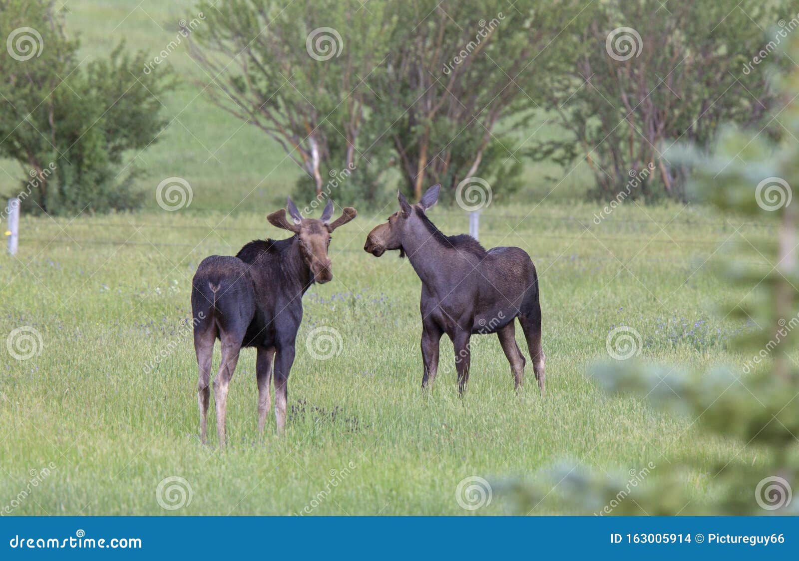 Prairie Moose Canada stock photo. Image of moose, autumn - 163005914