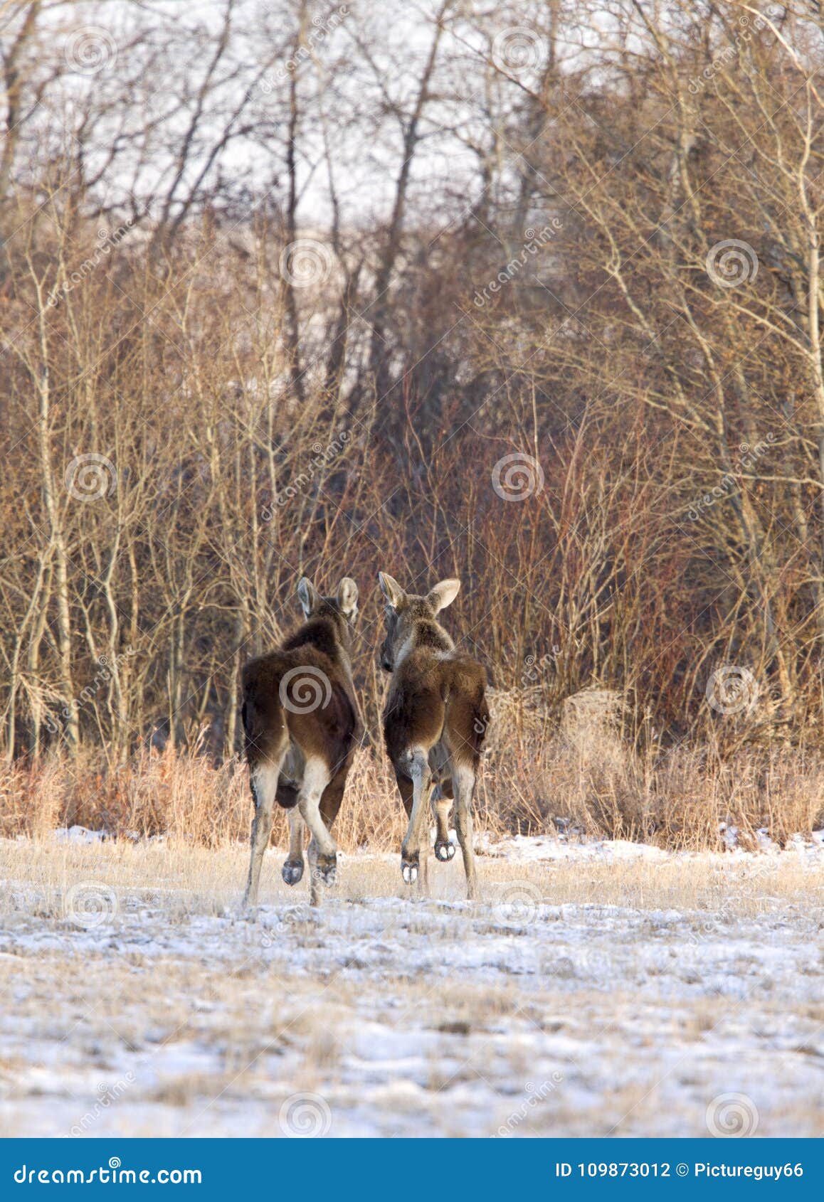 Prairie Moose Saskatchewan stock photo. Image of saskatchewan - 109873012
