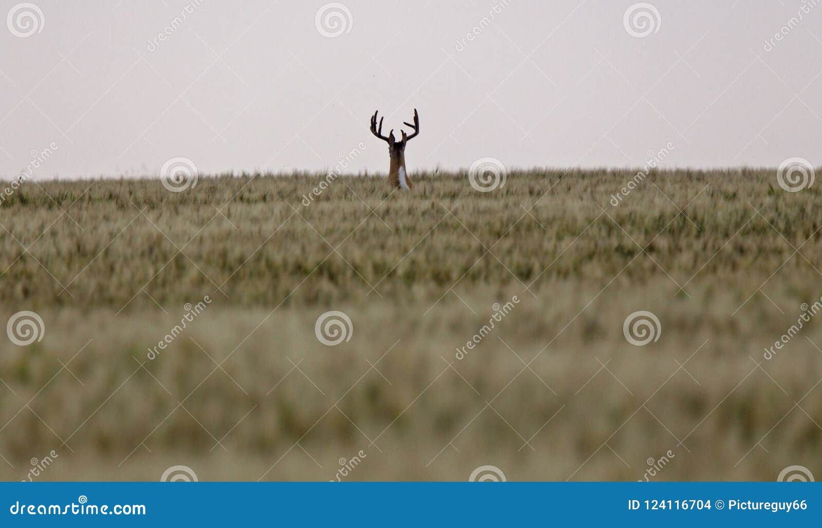 Prairie Mule Deer stock photo. Image of deer, mule, hunting - 124116704