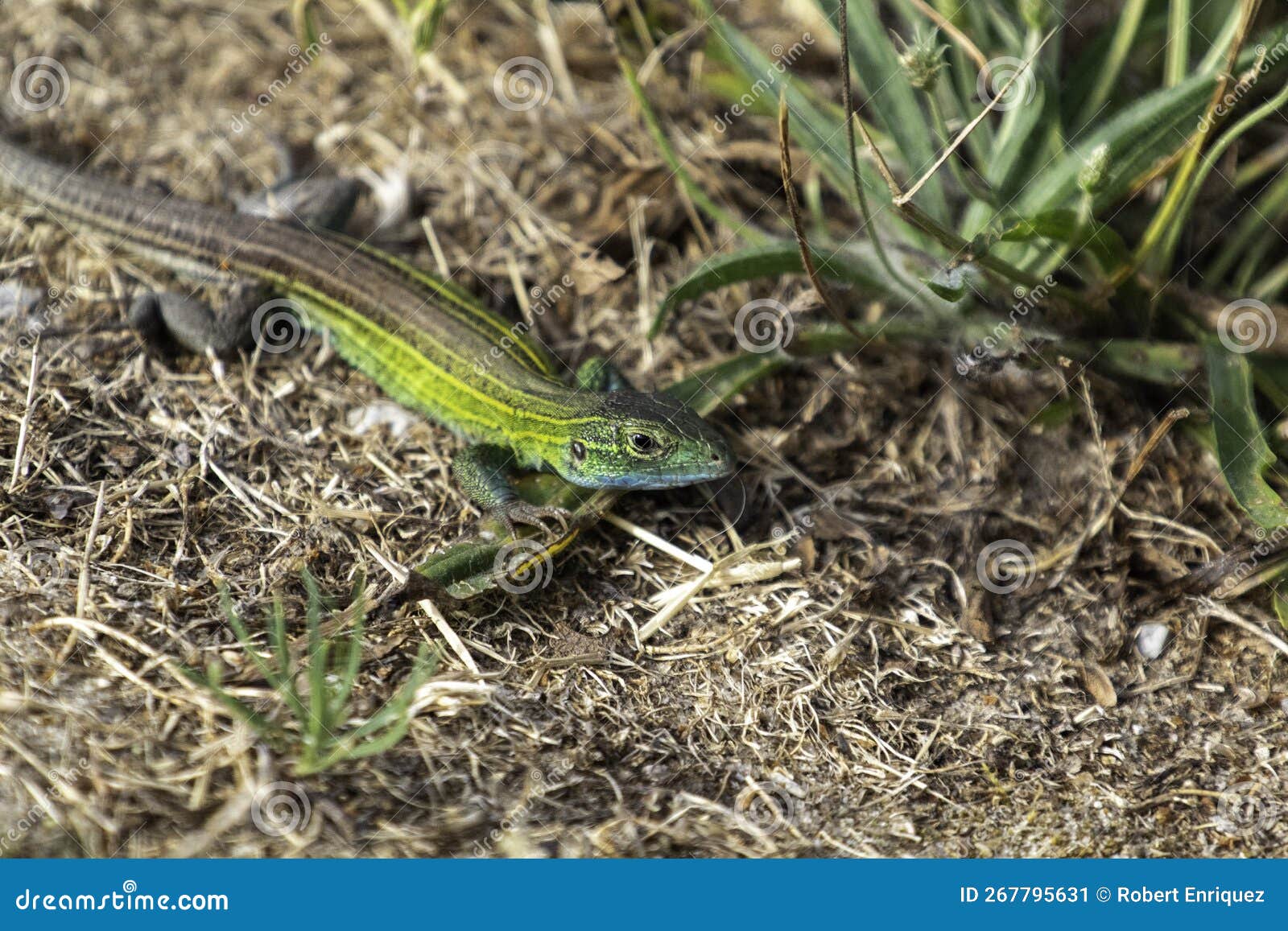A Prairie Race Runner Lizard Stock Image - Image of reptile, wildlife ...