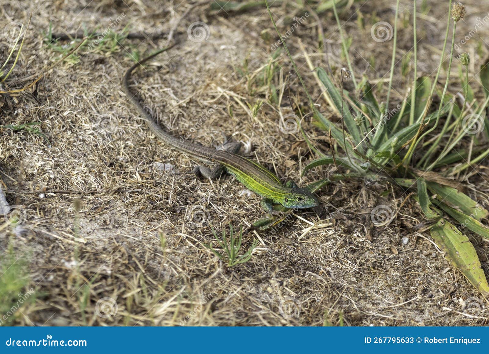 A Prairie Race Runner Lizard Stock Image - Image of macro, grass: 267795633