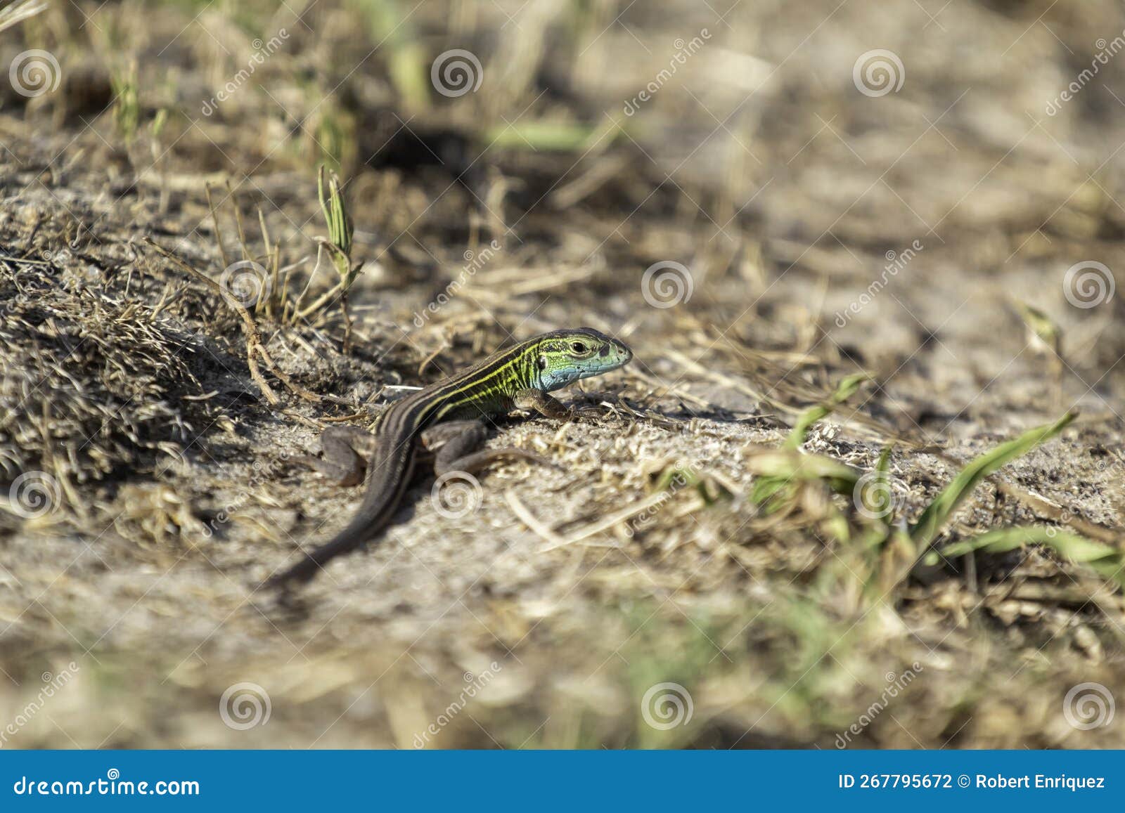 A Prairie Race Runner Lizard Stock Photo - Image of inhospitable ...
