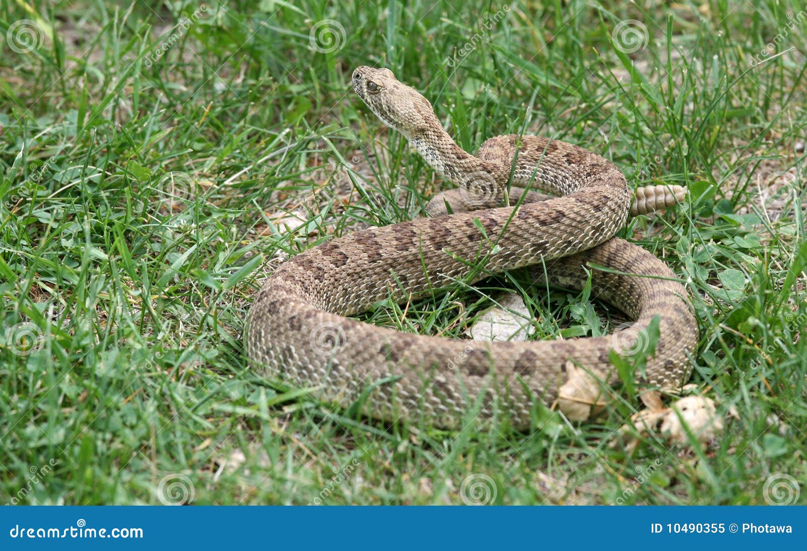 Prairie Rattlesnake (Crotalus Viridis) Stock Photo | CartoonDealer.com ...