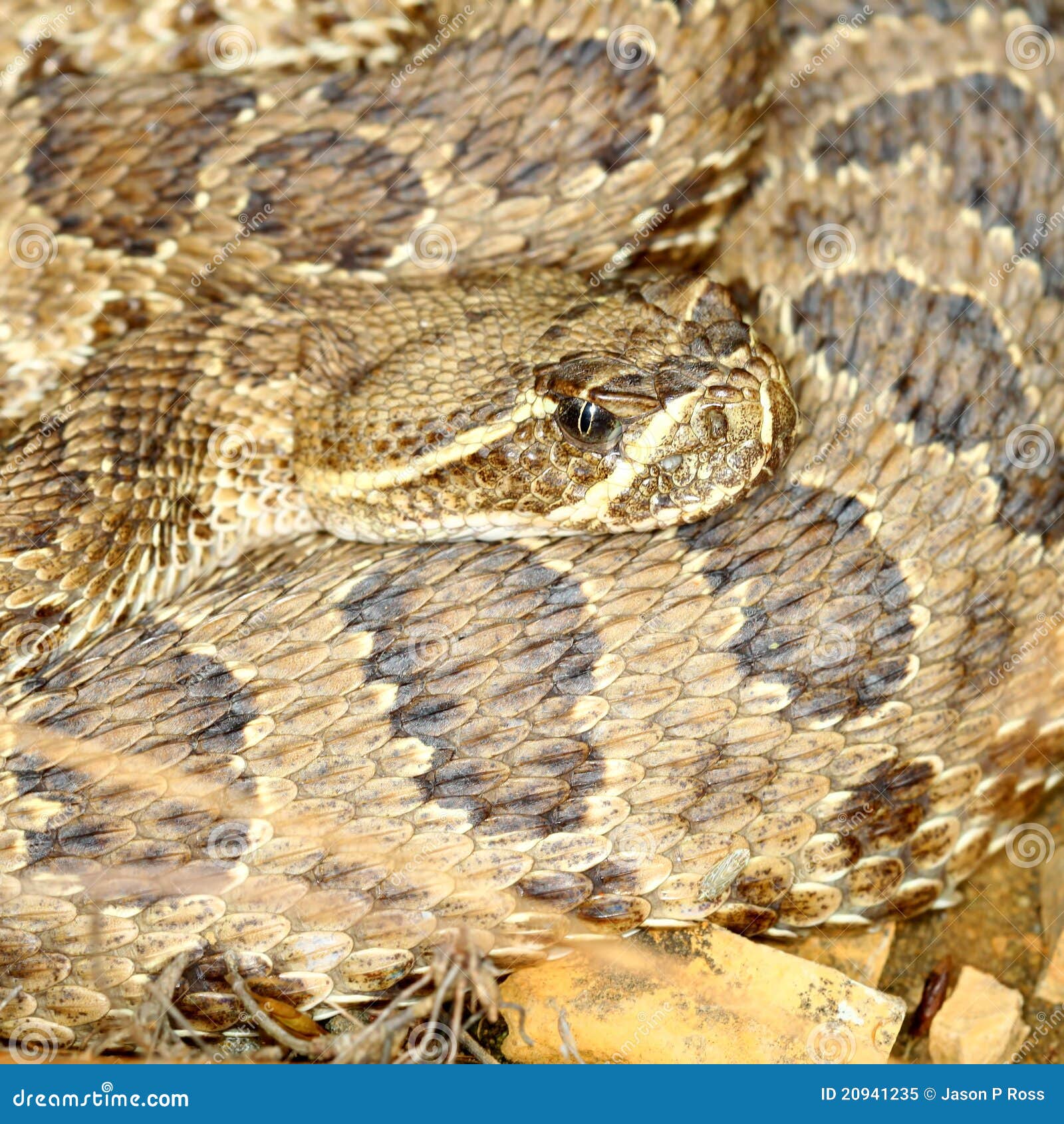 Prairie Rattlesnake (Crotalus Viridis) Stock Image - Image of life ...