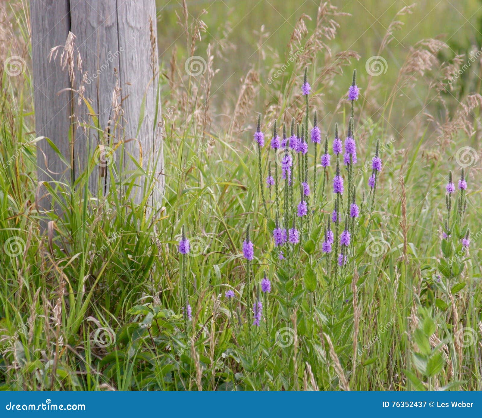 Prairie Roadside stock image. Image of country, meadow - 76352437