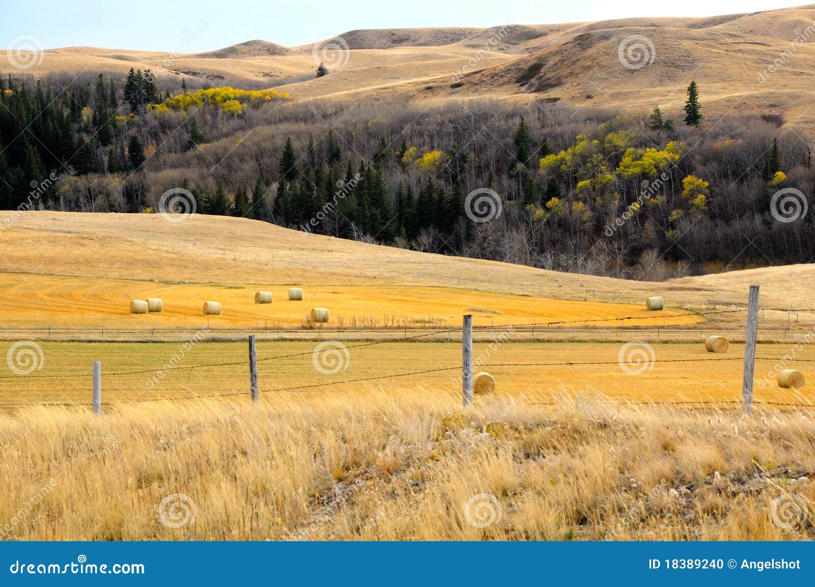 Prairie scene stock photo. Image of meadow, grain, barbwire - 18389240