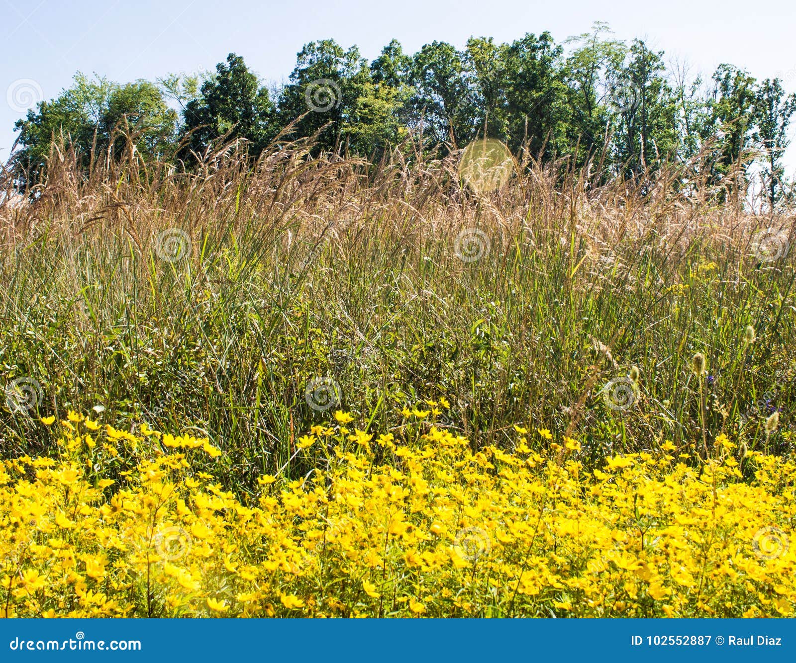 Prairie Scene stock image. Image of green, outdoors - 102552887