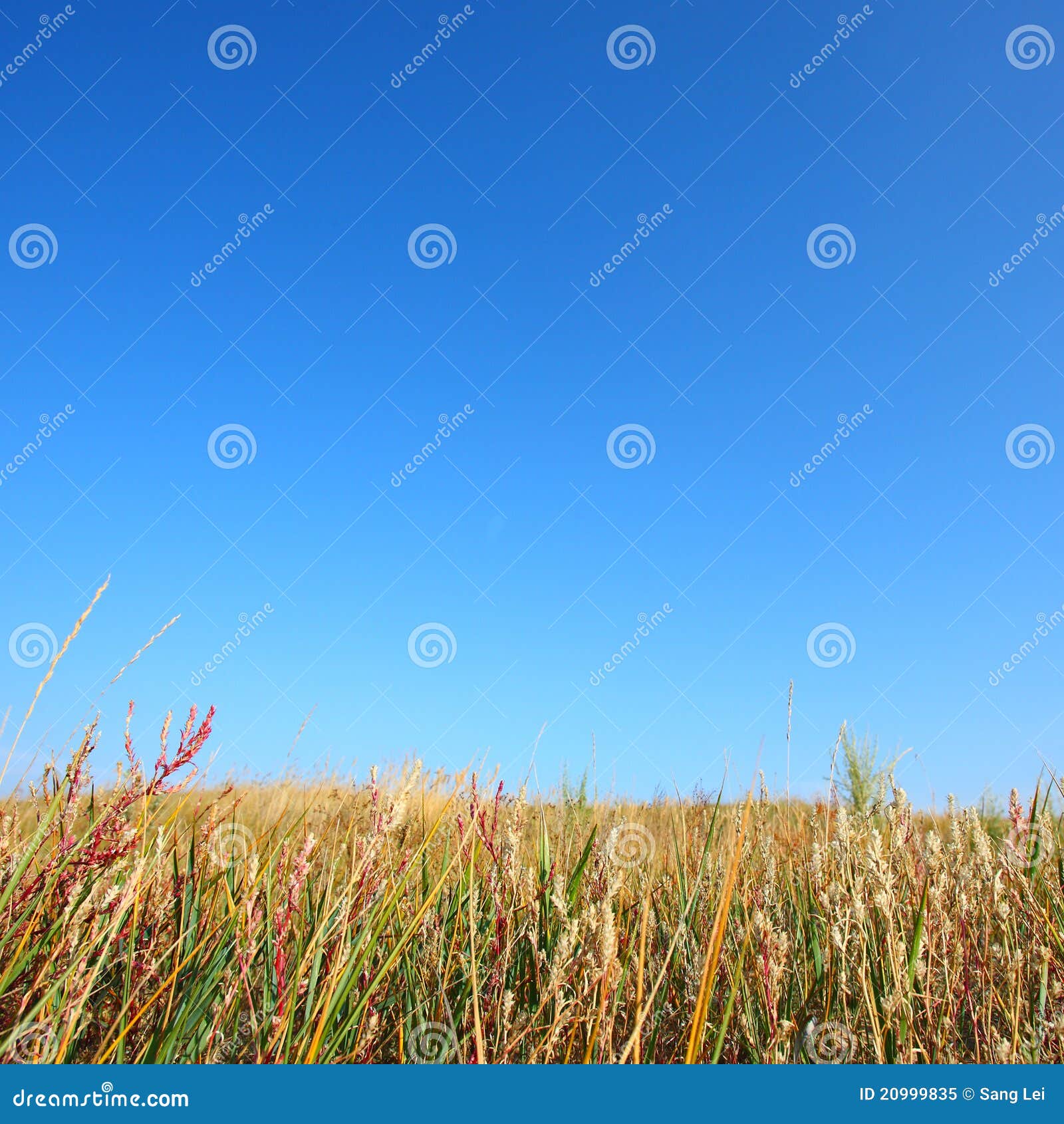 Prairie and Sky Backgrounds Stock Image - Image of blue, color: 20999835