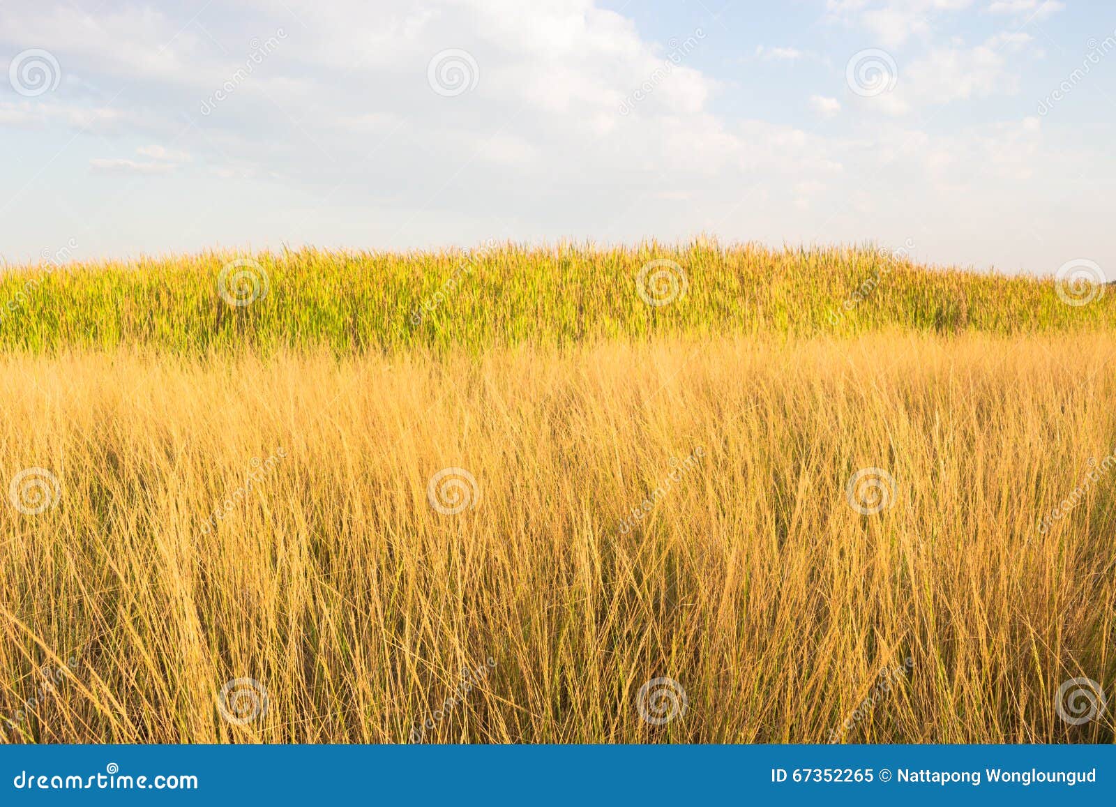 Prairie sky stock image. Image of boundlessly, horizon - 67352265