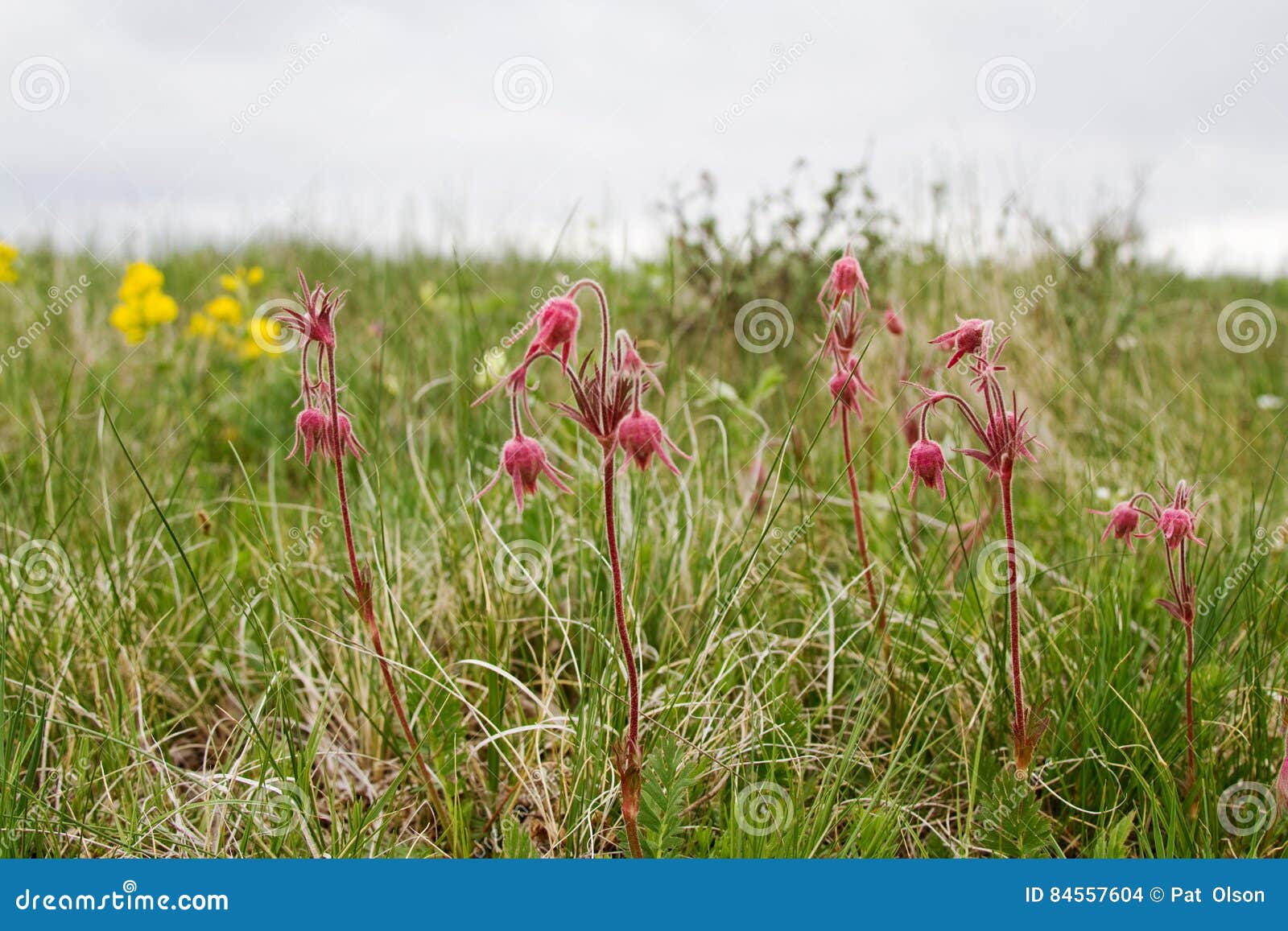 Prairie Smoke Flowers in a Field Stock Photo - Image of green, blossom ...