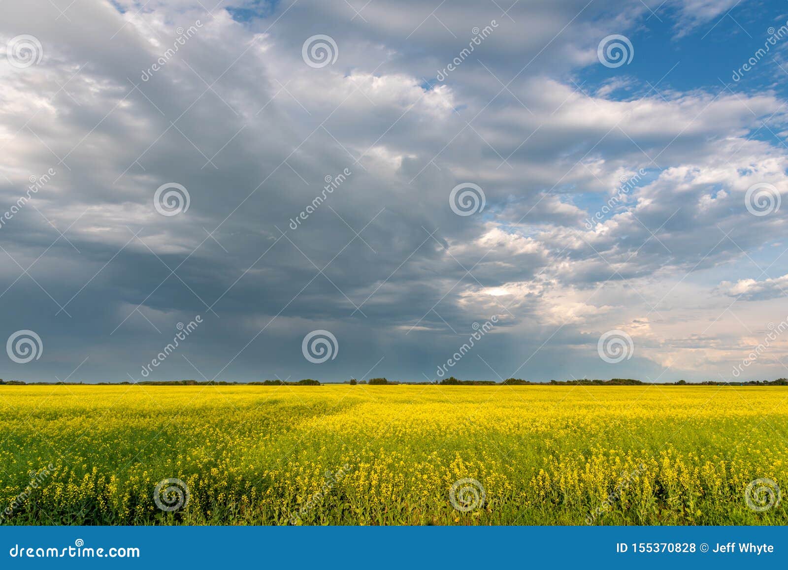 Prairie Storms Sweep Over Canola Fields Stock Photo - Image of rain ...