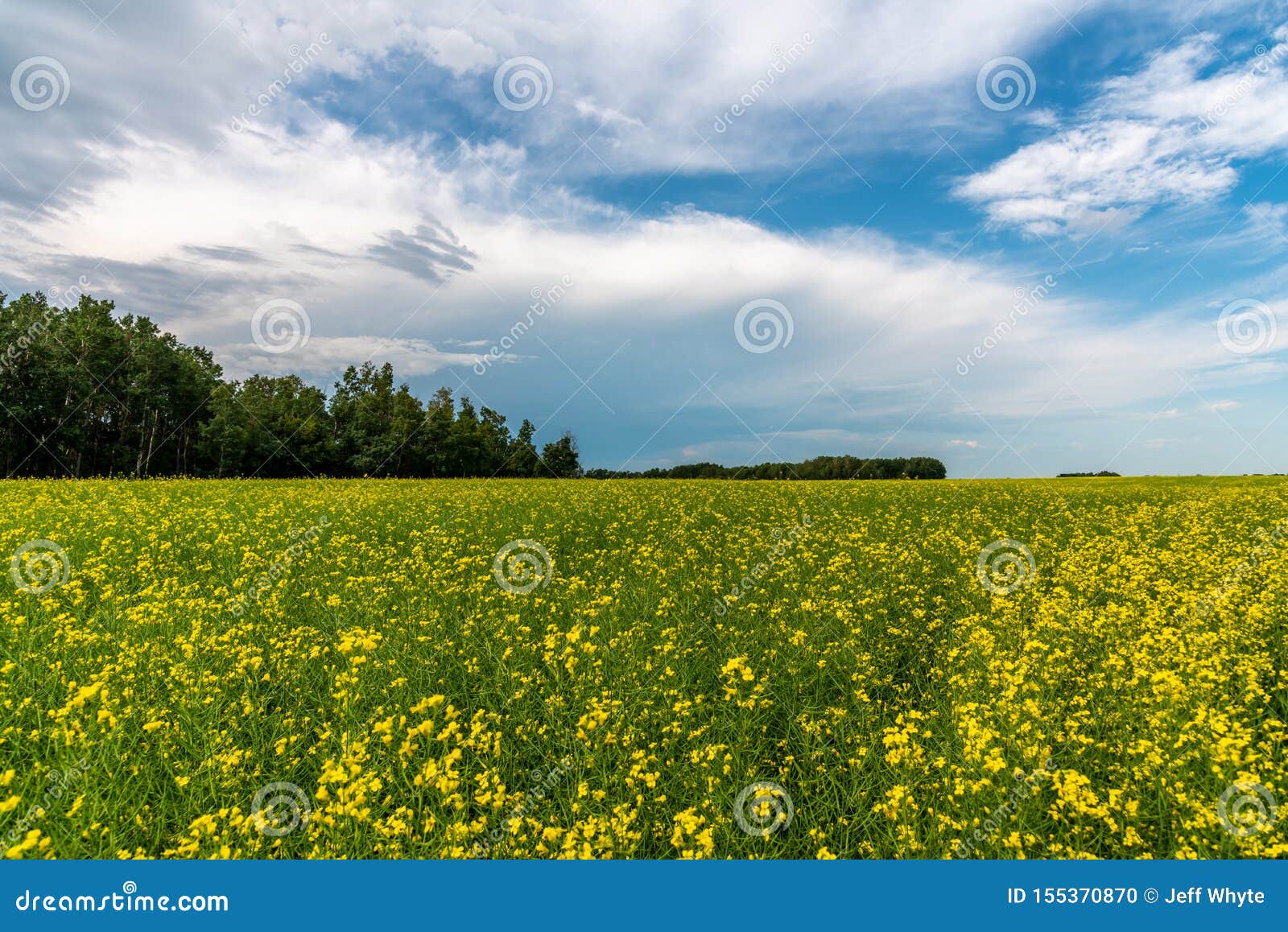 Prairie Storms Sweep Over Canola Fields Stock Photo - Image of alberta ...