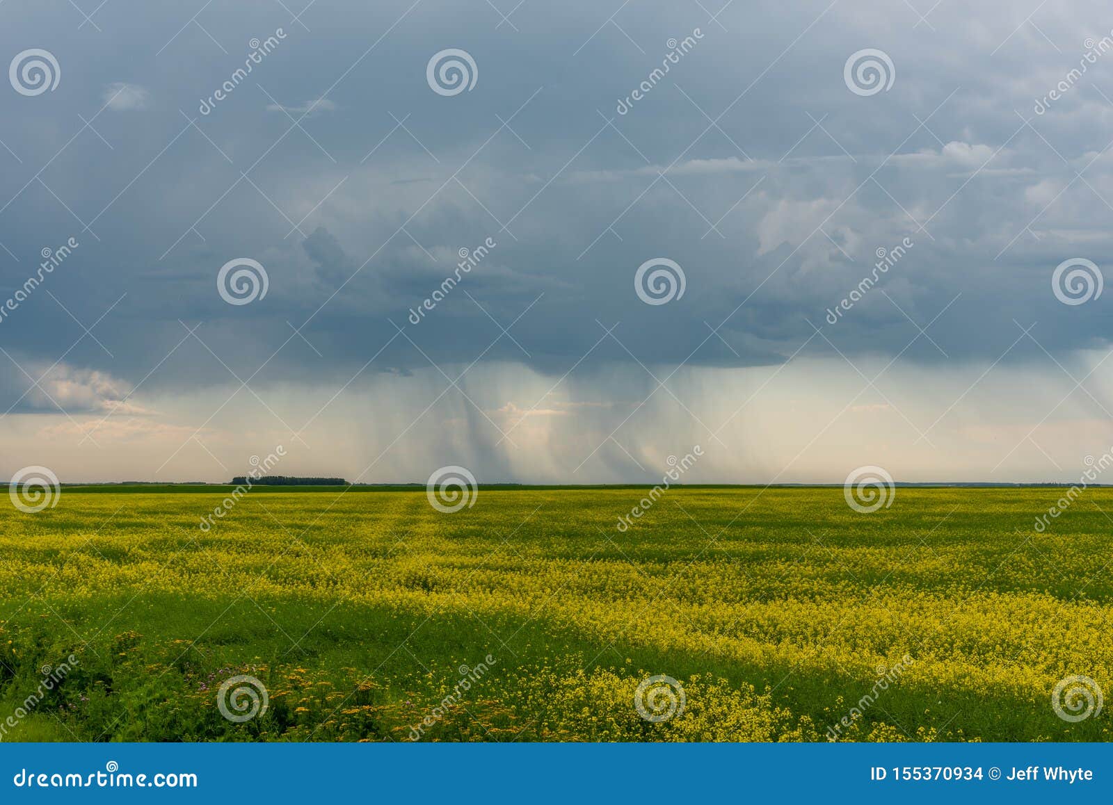 Prairie Storms Sweep Over Canola Fields Stock Photo - Image of rural ...