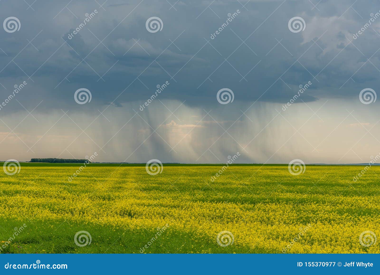 Prairie Storms Sweep Over Canola Fields Stock Image - Image of canada ...