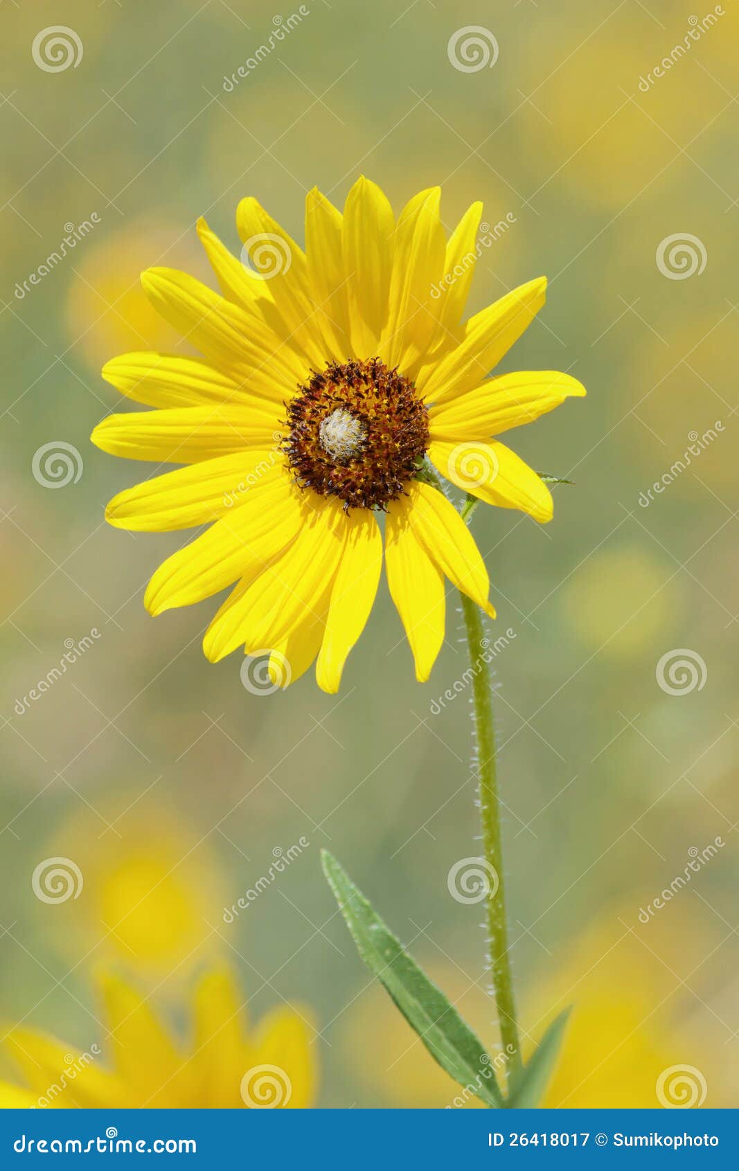 Prairie Sunflower stock image. Image of park, yellow - 26418017