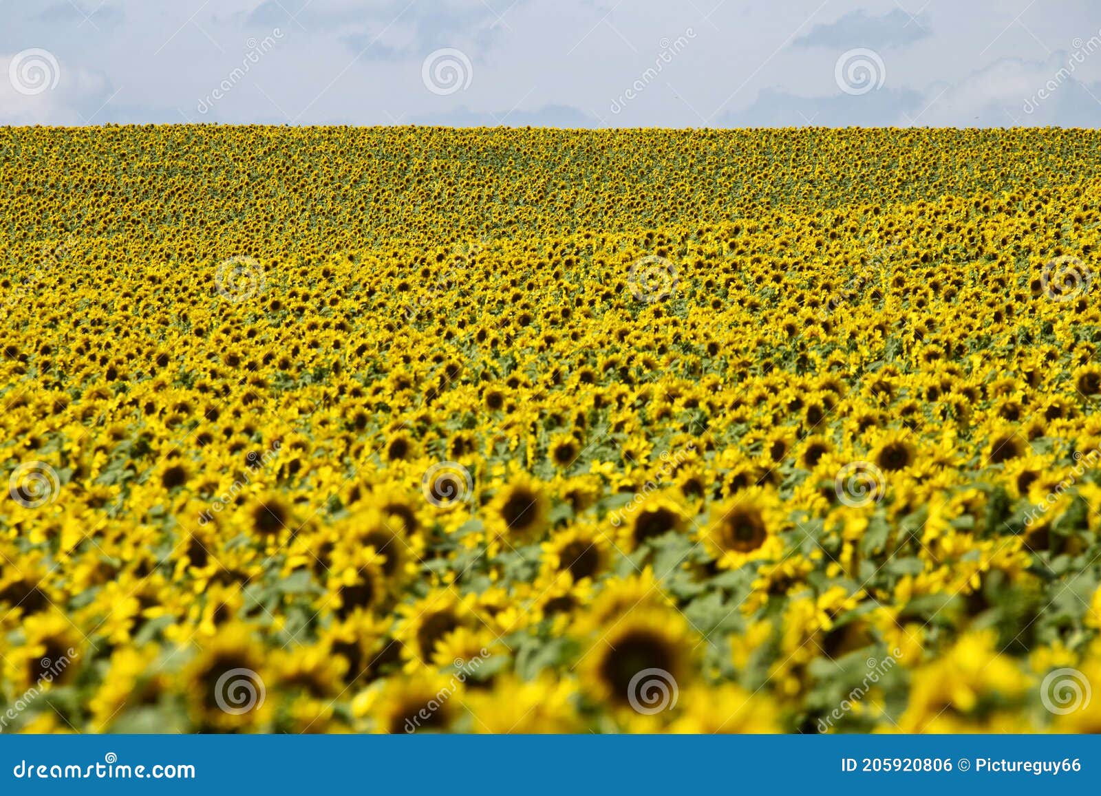 Prairie Sunflower Field stock photo. Image of prairie - 205920806