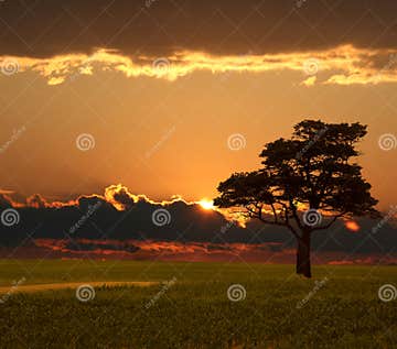 Prairie Sunrise stock photo. Image of tree, effect, landscape - 2549766