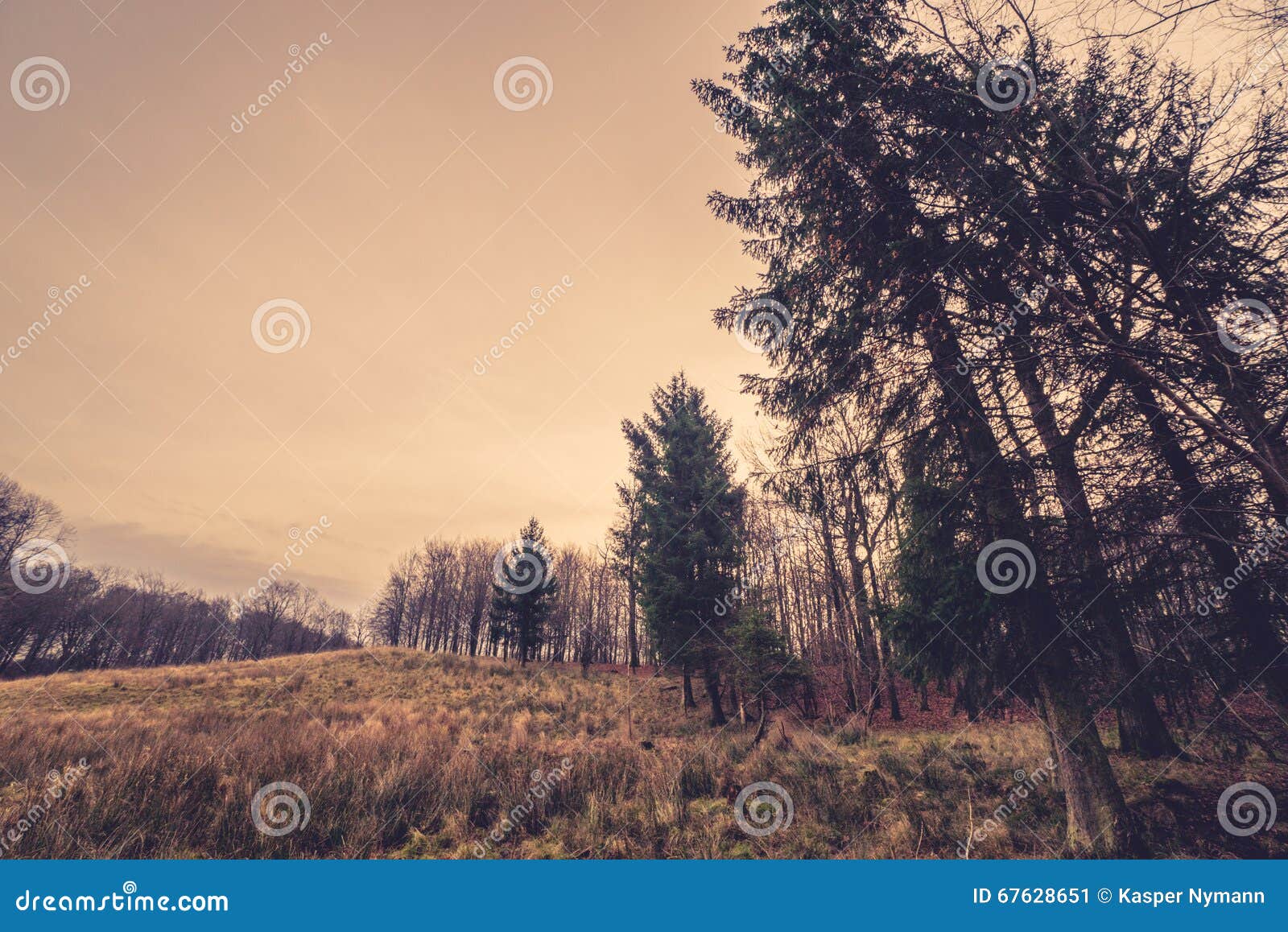 Prairie with Tall Pine Trees Stock Image - Image of beauty, beautiful ...
