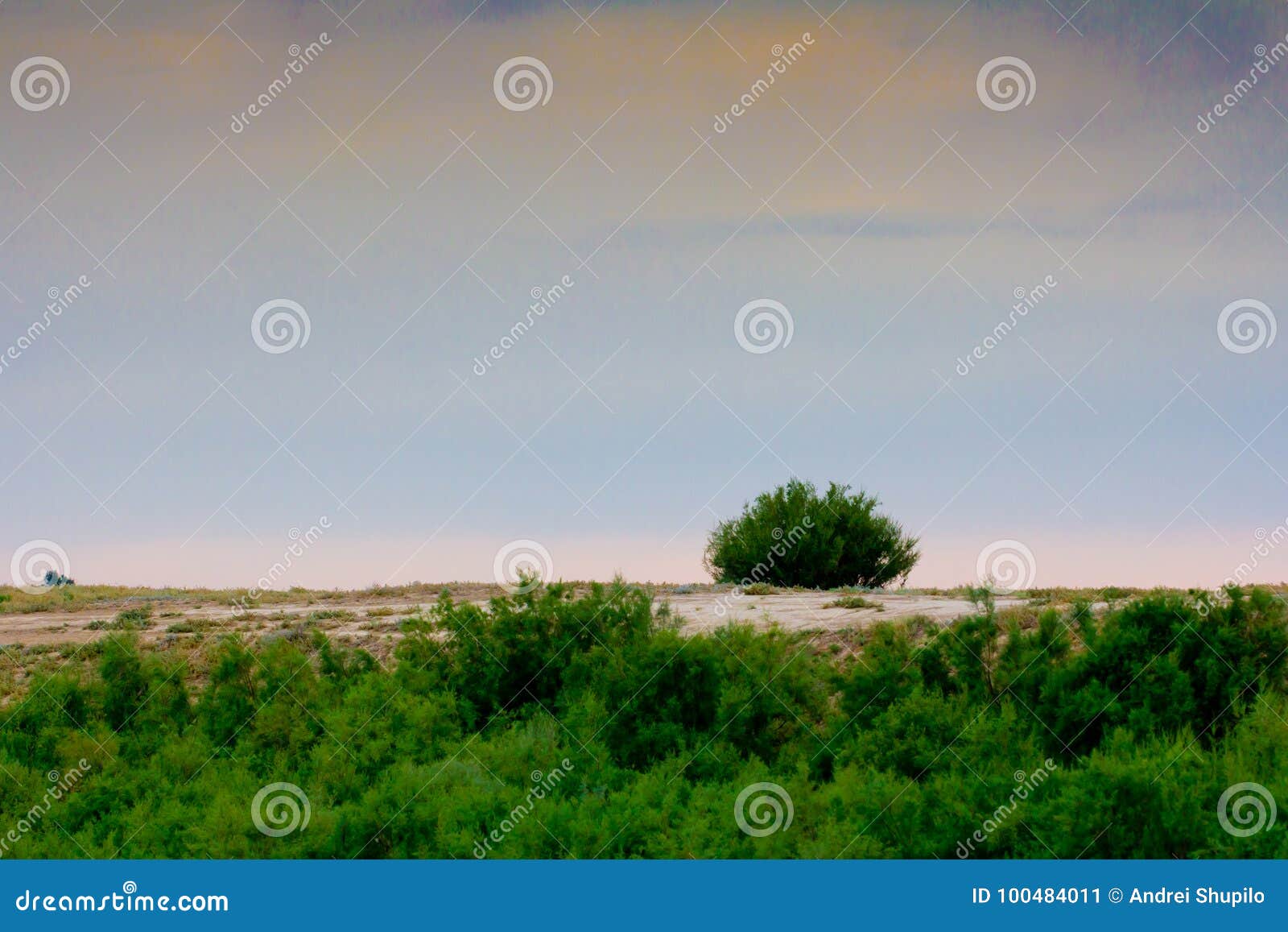 Prairie with a Tree on the Nature Stock Image - Image of peaceful ...