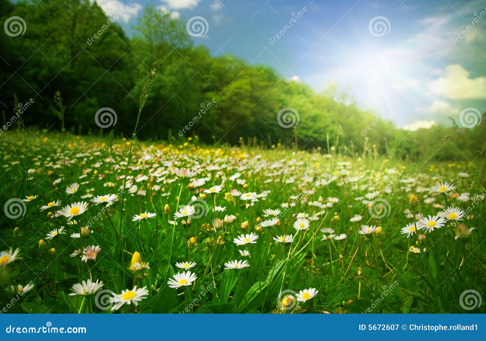 Prairie under the sun stock image. Image of blue, dream - 5672607