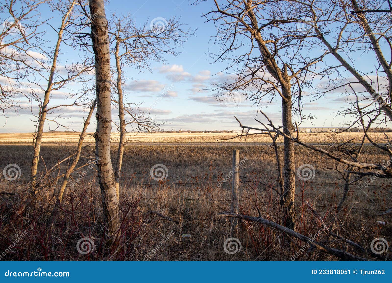 Prairie View through the Trees in the Evening Stock Image - Image of ...