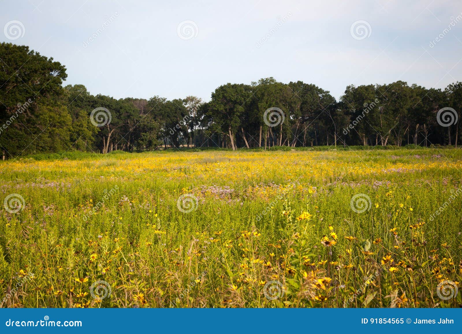 Prairie wild flowers stock image. Image of yellow, prairie - 91854565