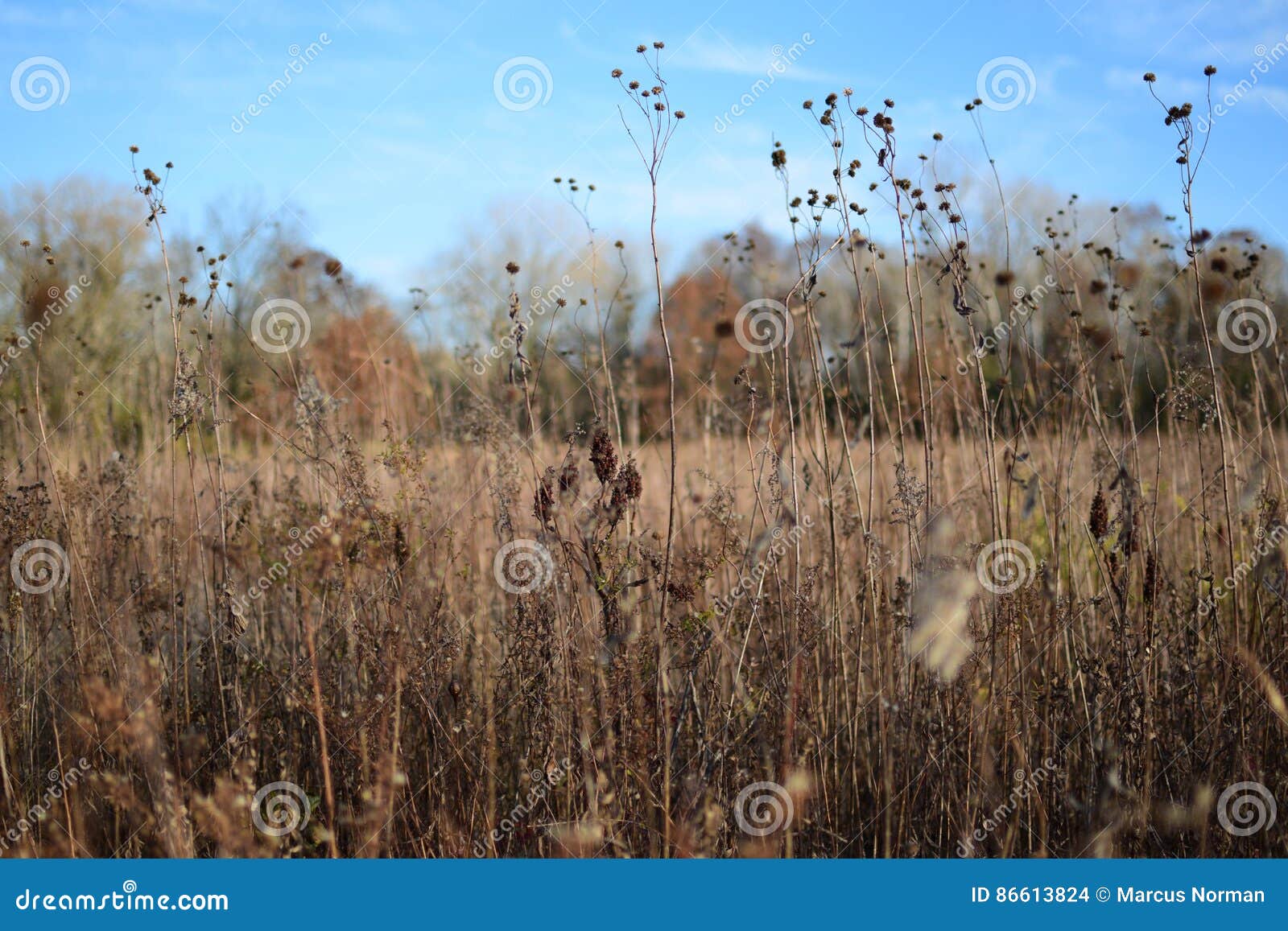 Prairie in winter stock photo. Image of straw, meadow - 86613824