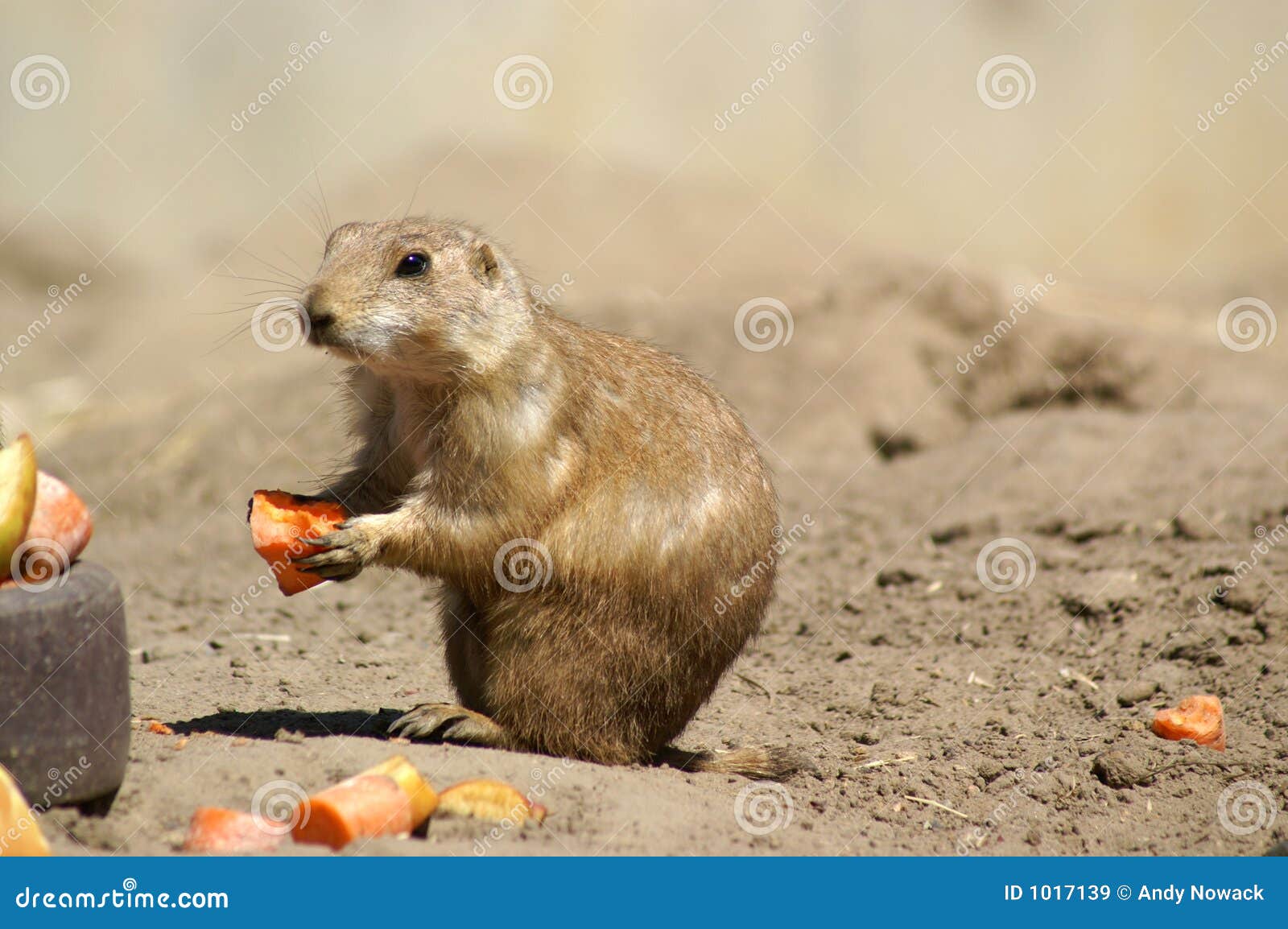 Prairiehond 1 stock afbeelding. Image of humeur, camera - 1017139