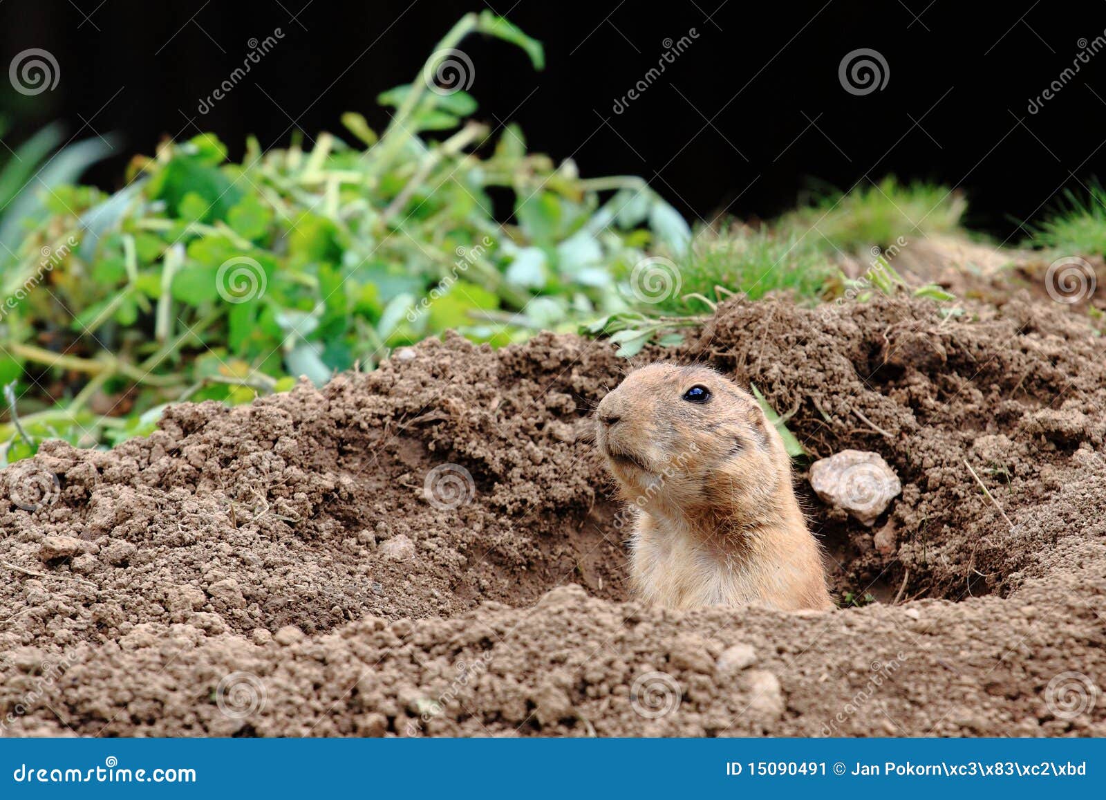 Prairiehond stock afbeelding. Image of knaagdier, gevangen - 15090491