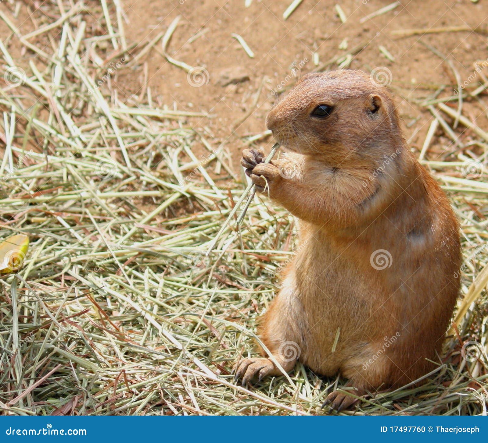 Prairiehond stock foto. Image of grondhok, alarm, bodem - 17497760