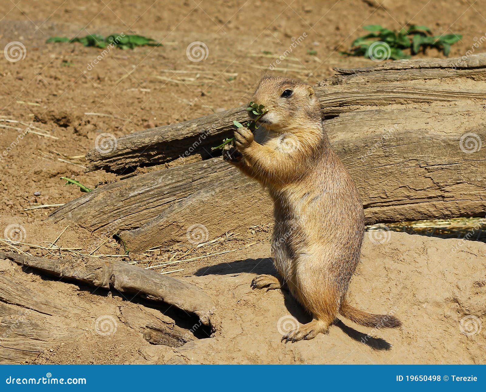 Prairiehond stock foto. Image of wildernis, snuit, woestijn - 19650498