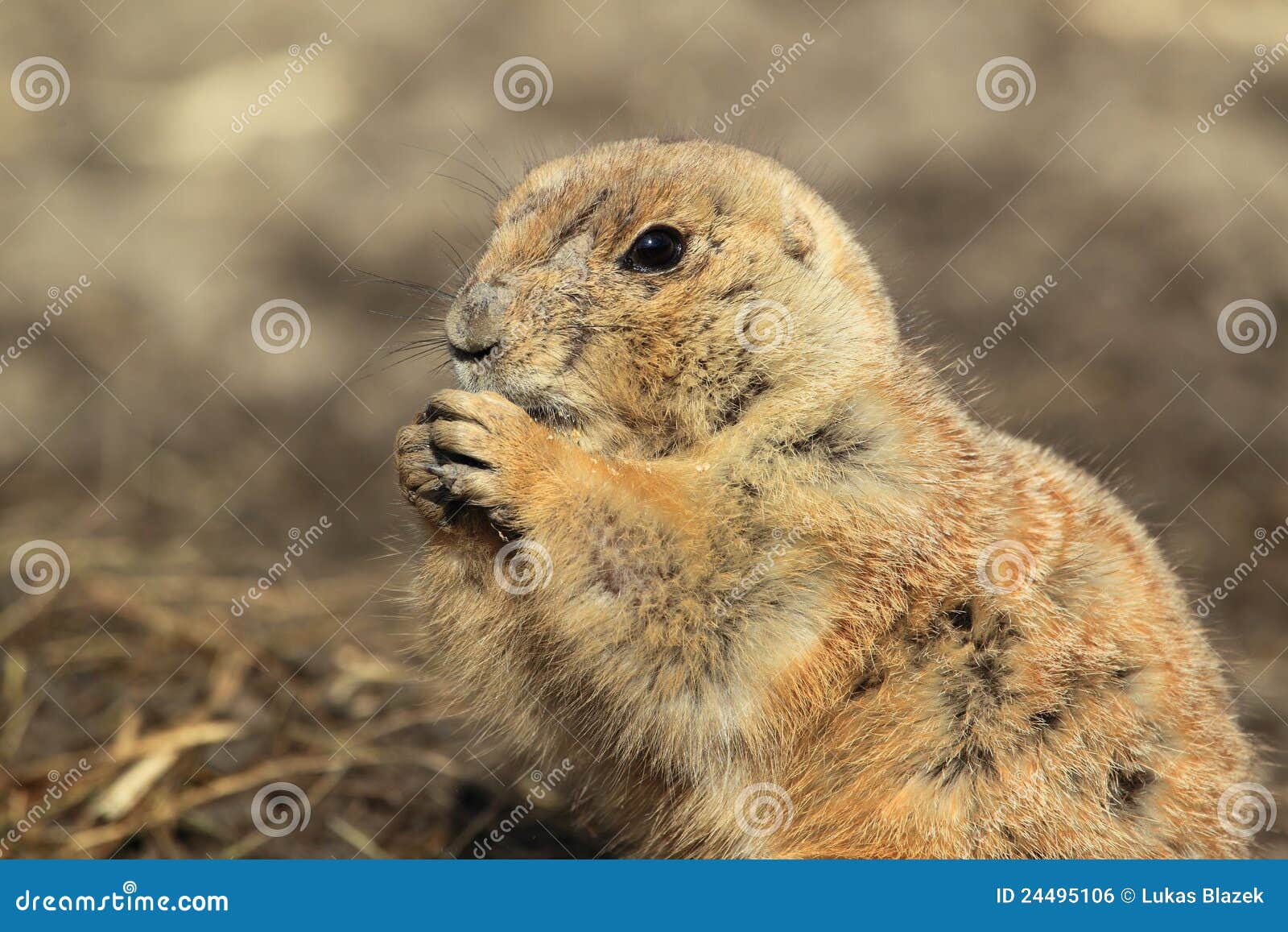 Prairiehond stock foto. Image of zwart, prairie, hond - 24495106