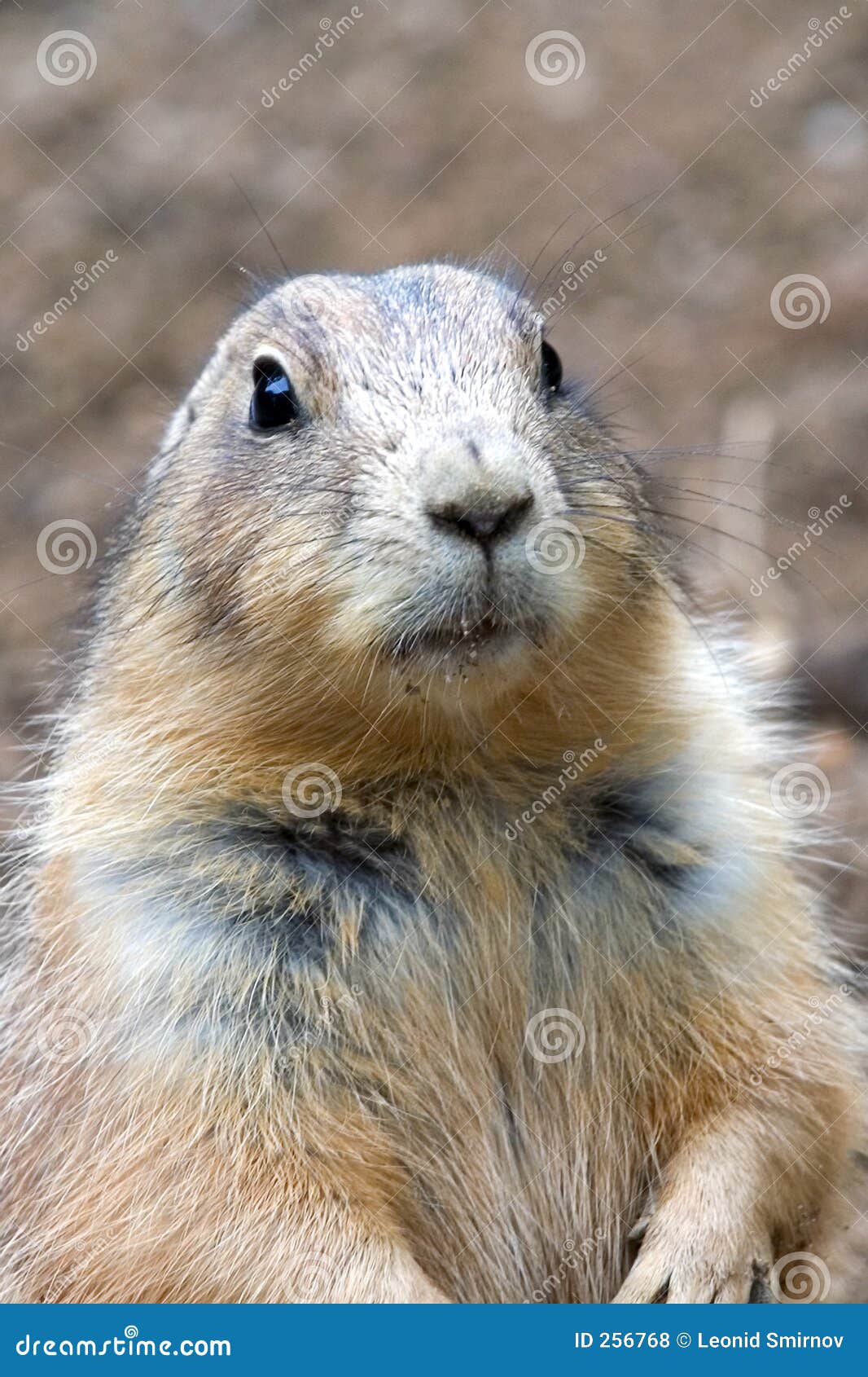 Prairiehond stock foto. Image of zwart, bescherm, bescherming - 256768