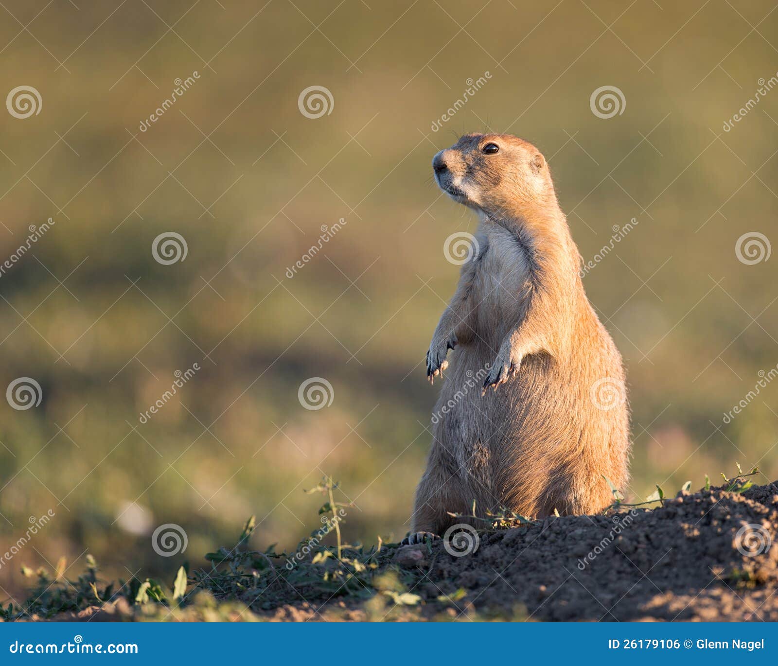 Prairiehond stock foto. Image of dakota, westen, één - 26179106