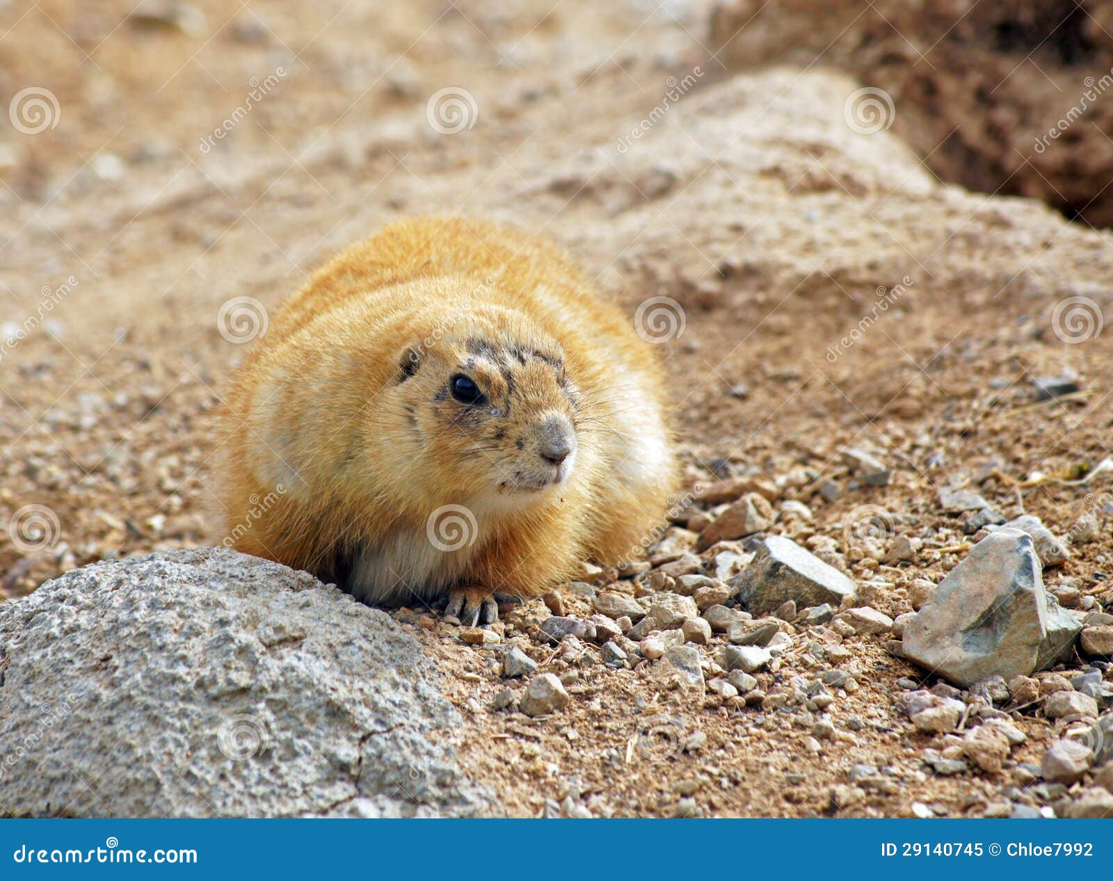 Prairiehond stock afbeelding. Image of zandig, staart - 29140745