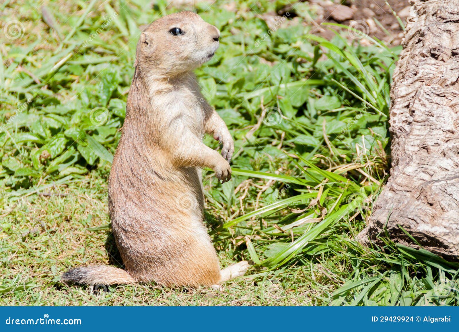 Prairiehond stock foto. Image of gras, schuchter, klein - 29429924