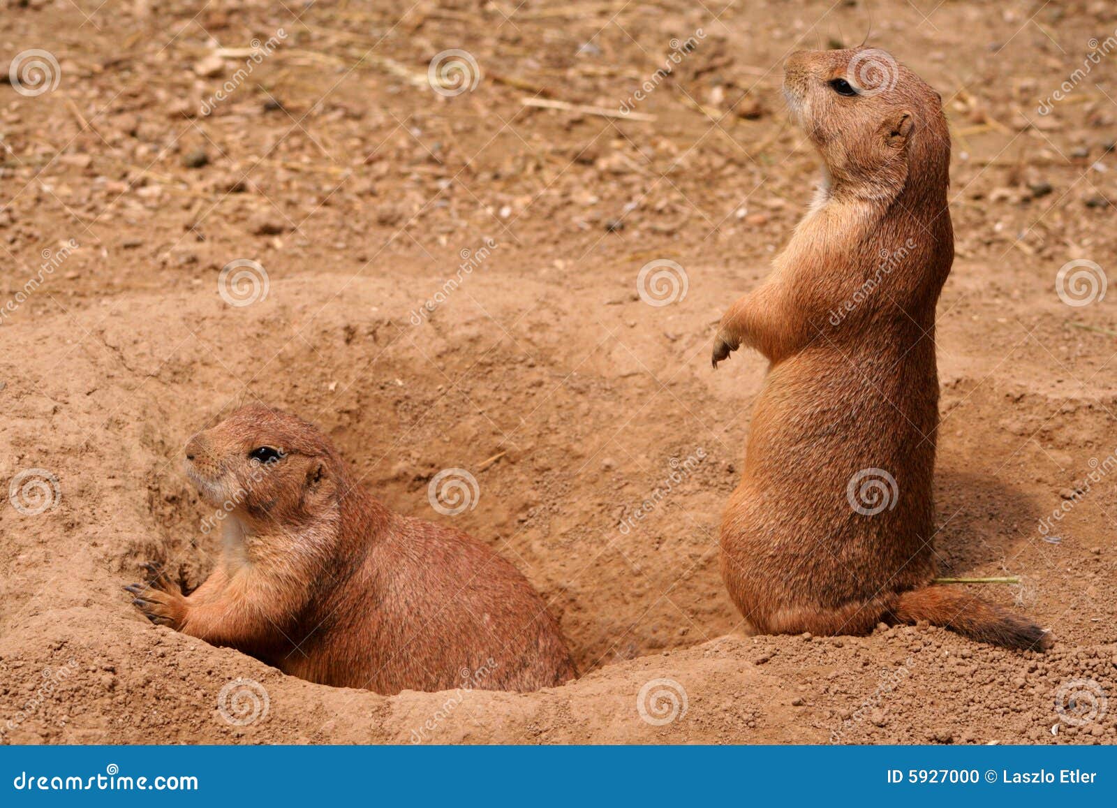 Prairiehond stock foto. Image of dier, schildwacht, knaagdier - 5927000