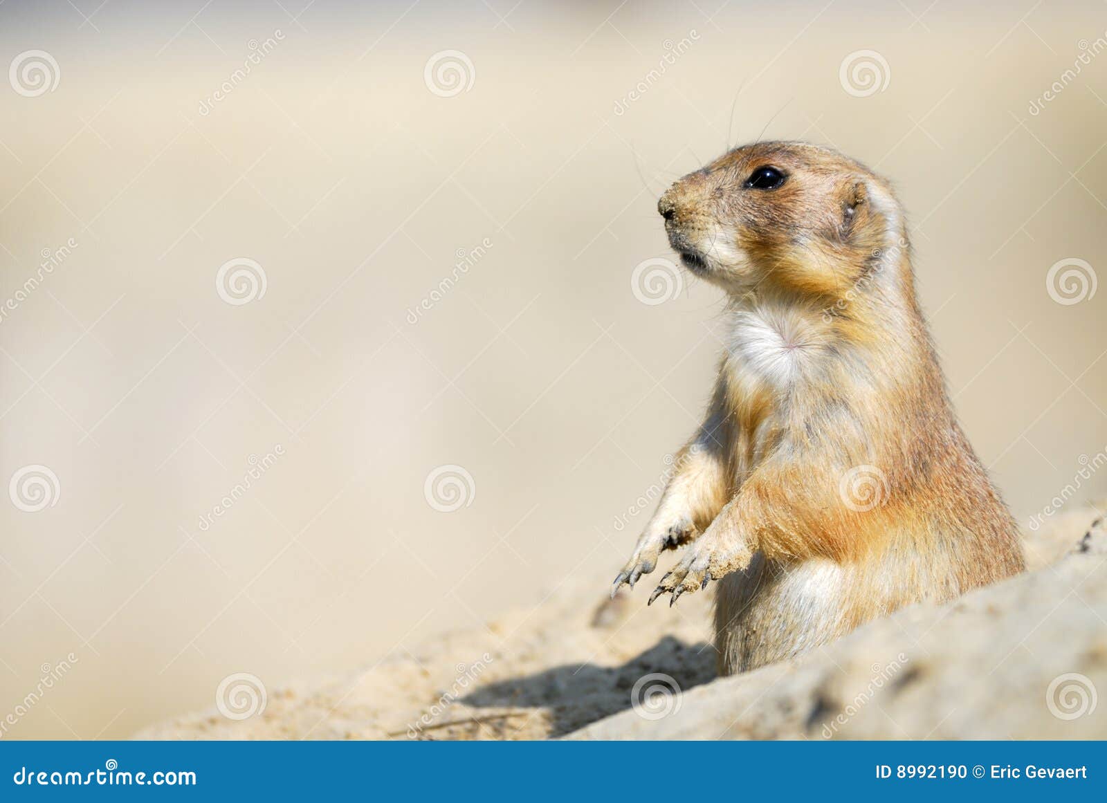 Prairiehond stock foto. Image of prairie, piepklein, grondhok - 8992190