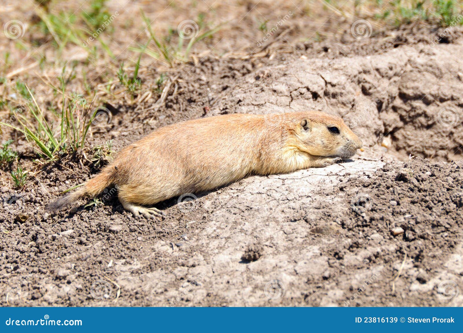 Prairiehond bij zijn Hol stock afbeelding. Image of woestijn - 23816139