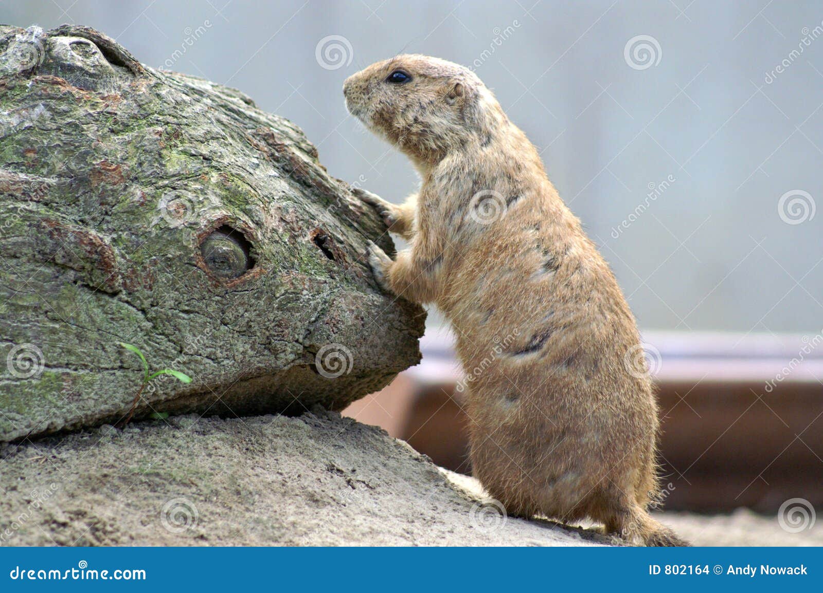 Prairiehond in dierentuin stock foto. Image of tonen, tegen - 802164