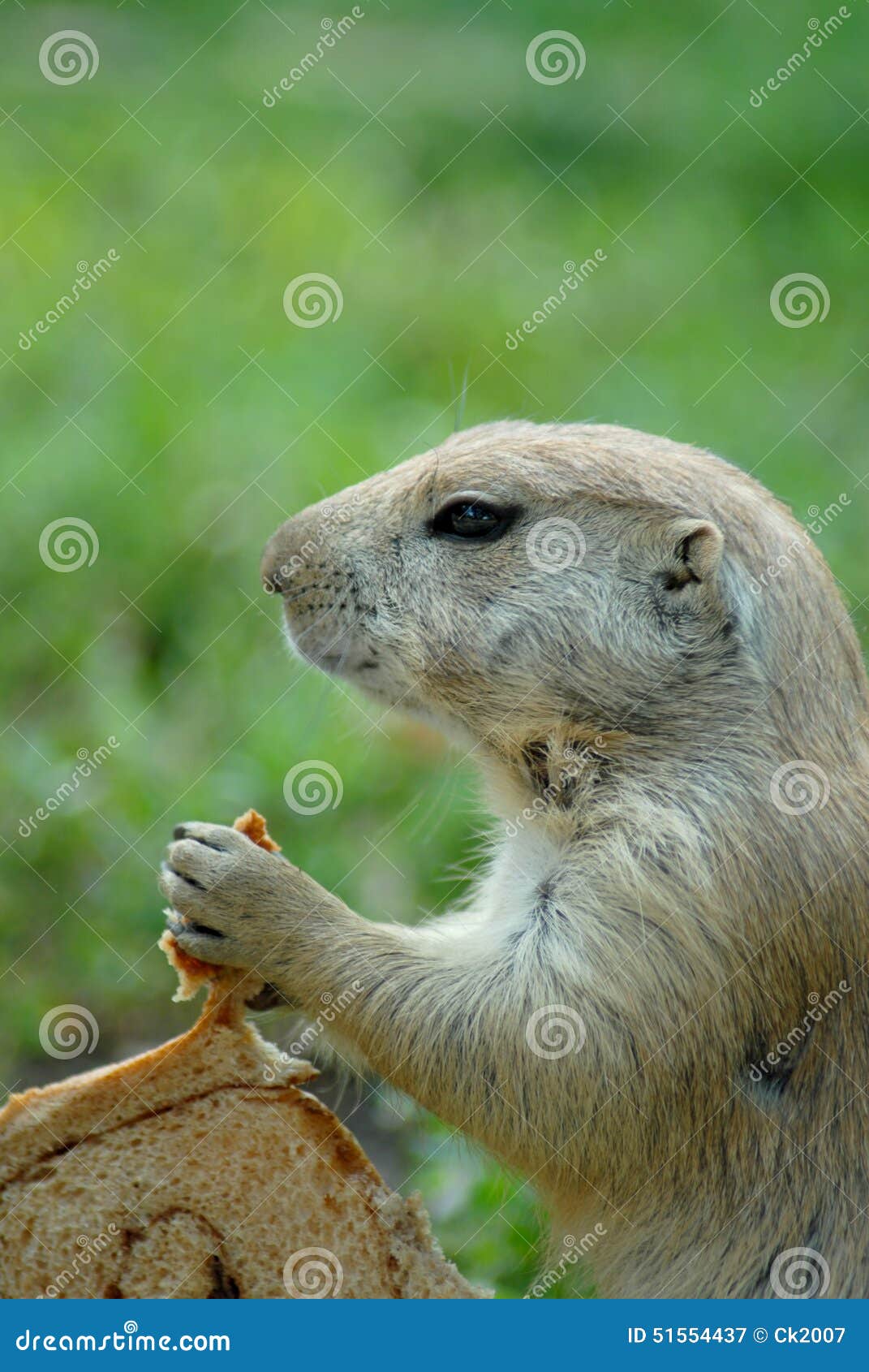 Prairiehond En Zijn Kaneelbrood Stock Afbeelding - Image of kaneel ...