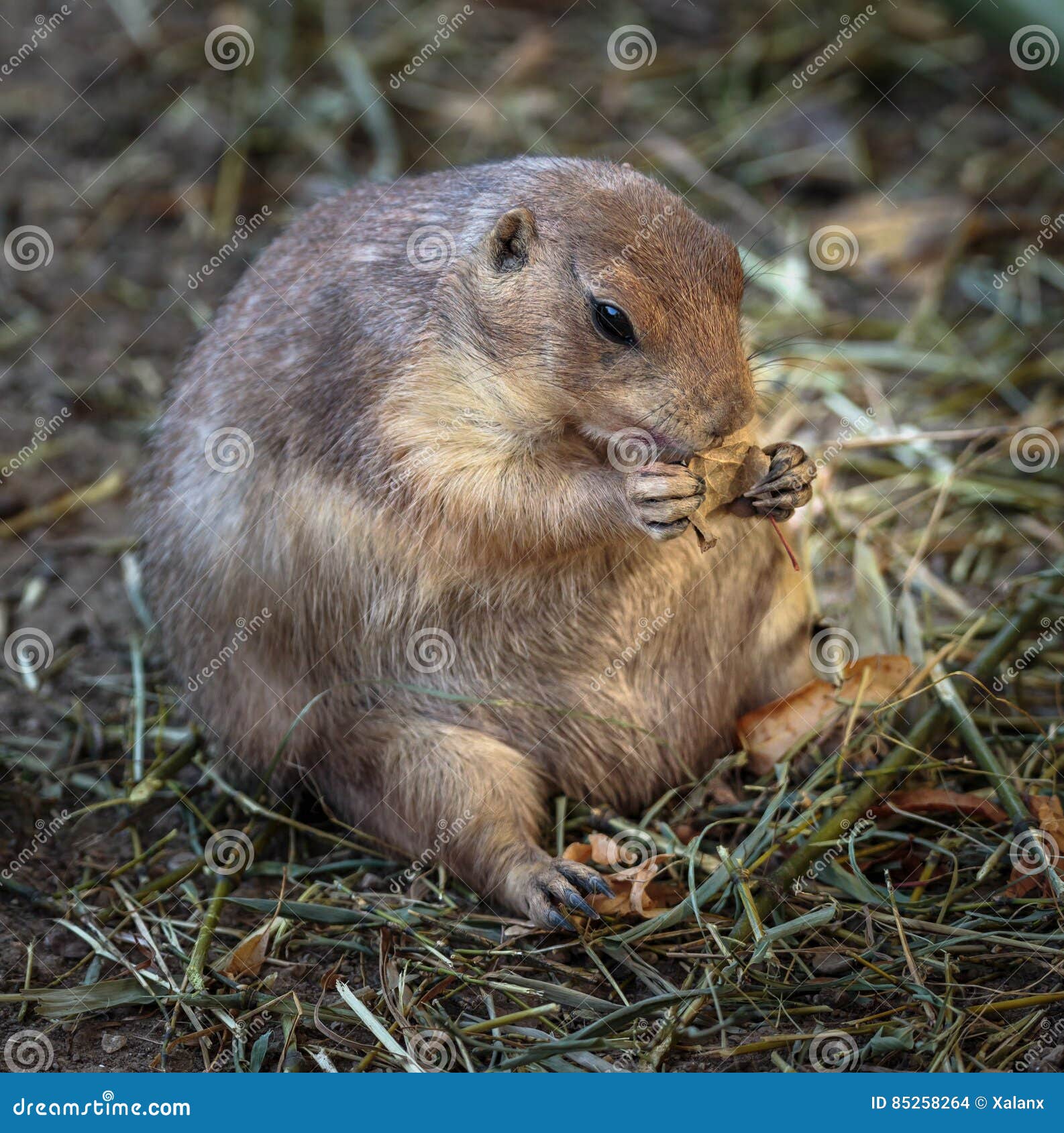 Prairiehond het eten stock foto. Image of blad, nave - 85258264