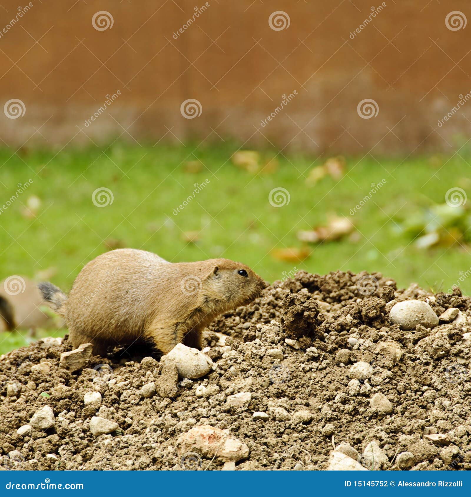 Prairiehond Met Zwarte Staart Stock Foto - Image of groen, bruin: 15145752