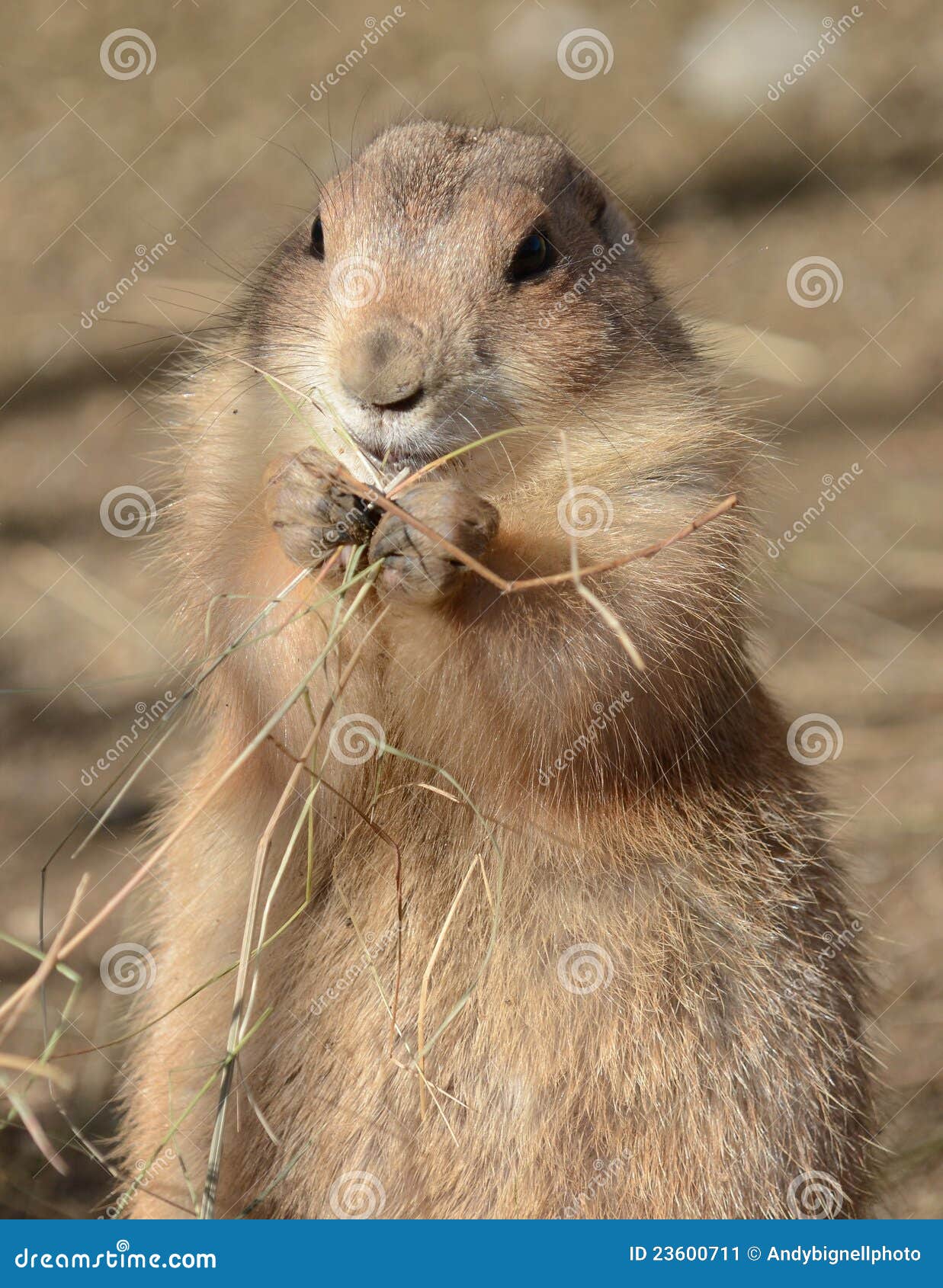 Prairiehond Met Zwarte Staart Stock Afbeelding - Image of amerikaans ...