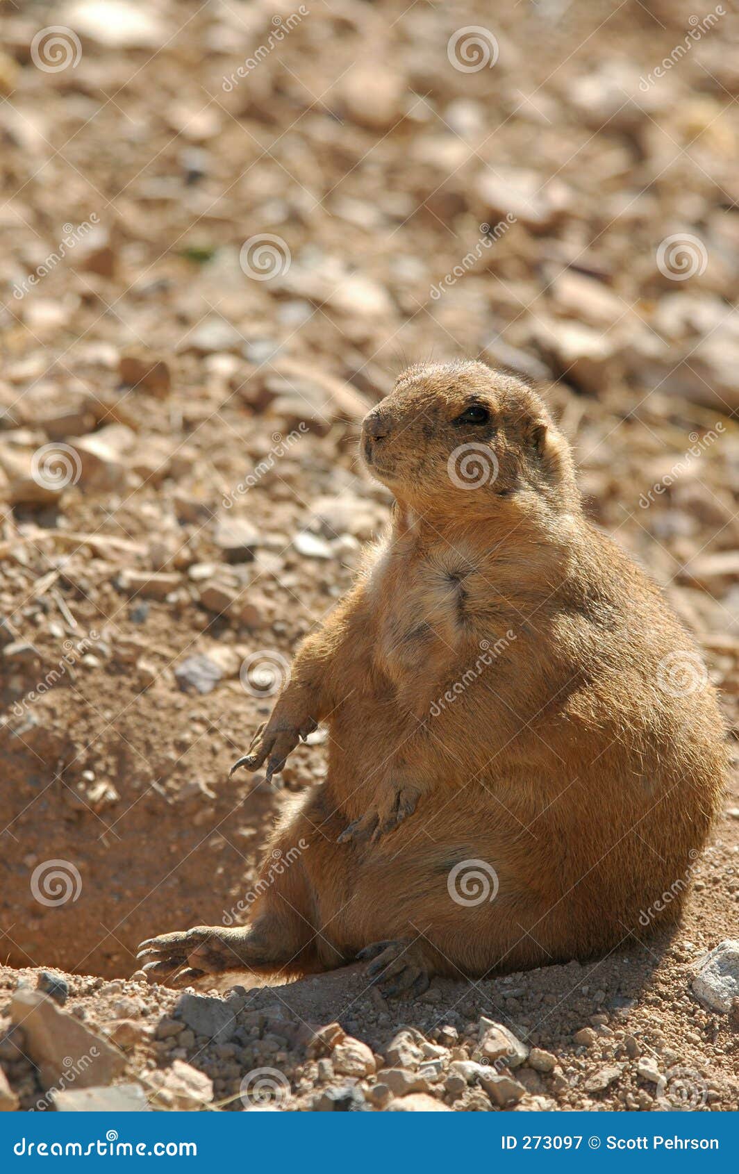 Prairiehond Met Zwarte Staart Stock Afbeelding - Image of zwaarlijvig ...